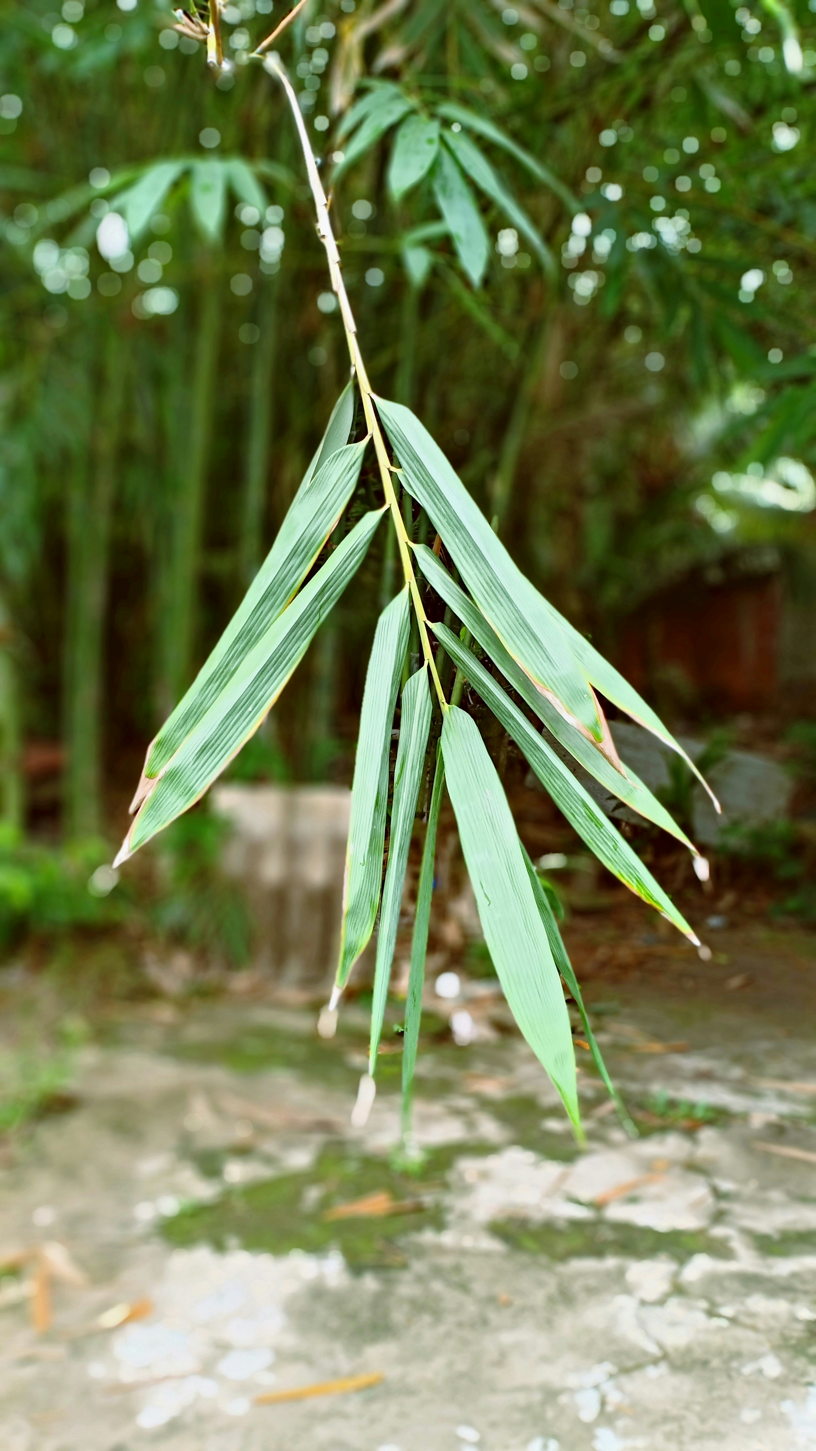 Delicate bamboo leaves swaying gently in a serene outdoor setting, showcasing their vibrant green hues against a blurred background.