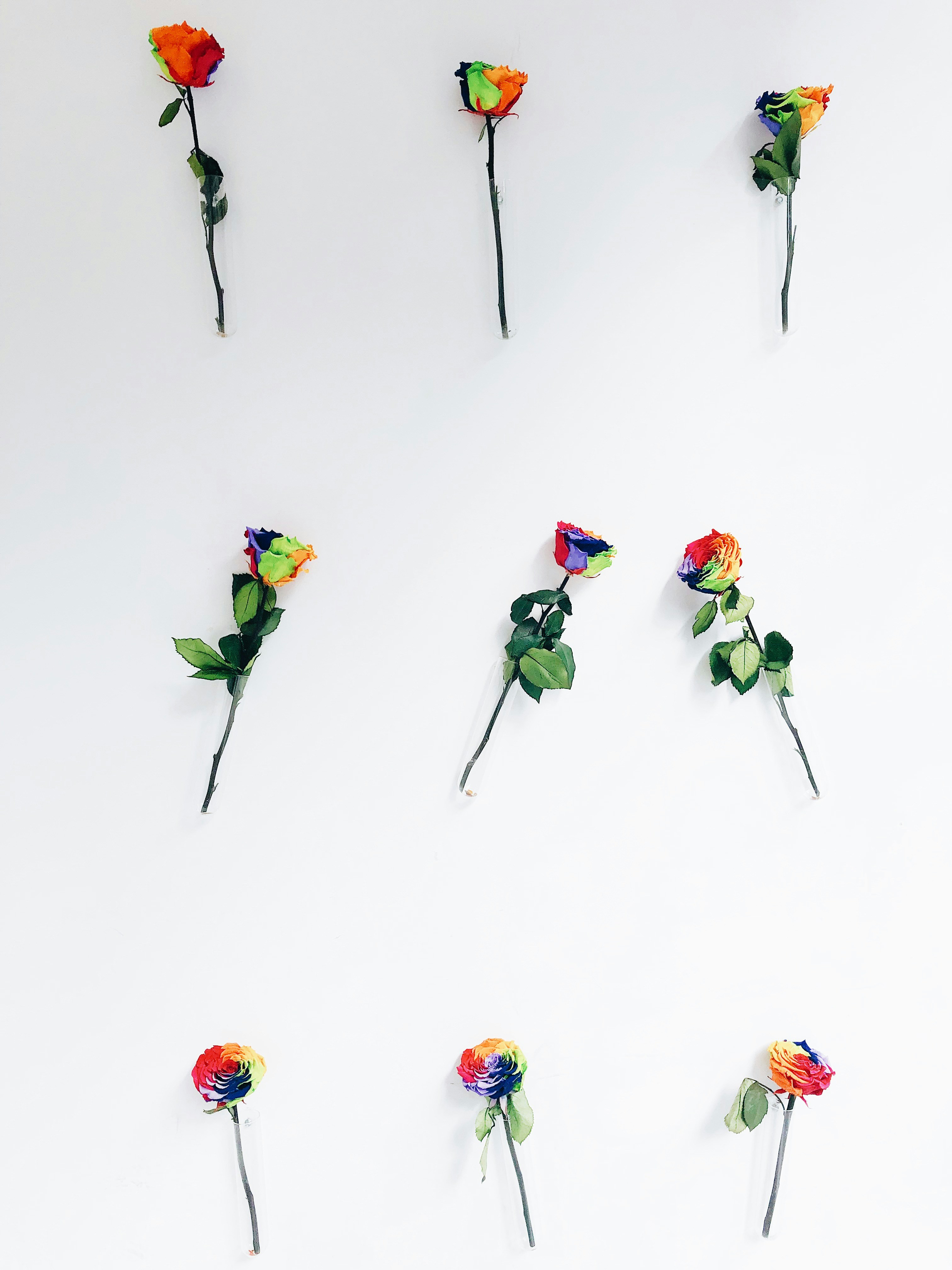 Colorful roses arranged in a grid pattern on a white wall, showcasing their vivid hues and delicate leaves.
