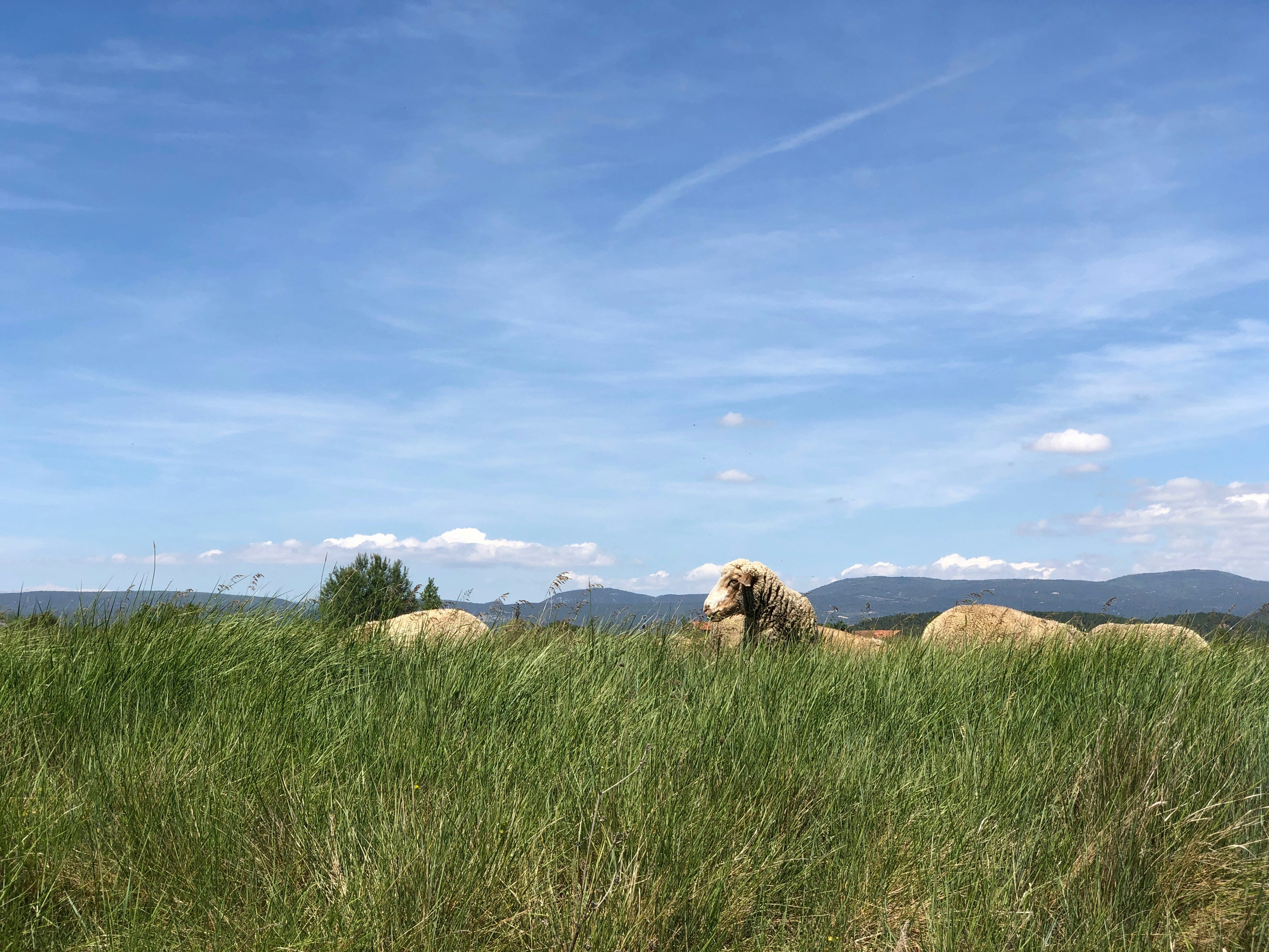 Biking in Provence a herd of sheep crossed our way and they were just feeding in the high grass next to the bicycle path.