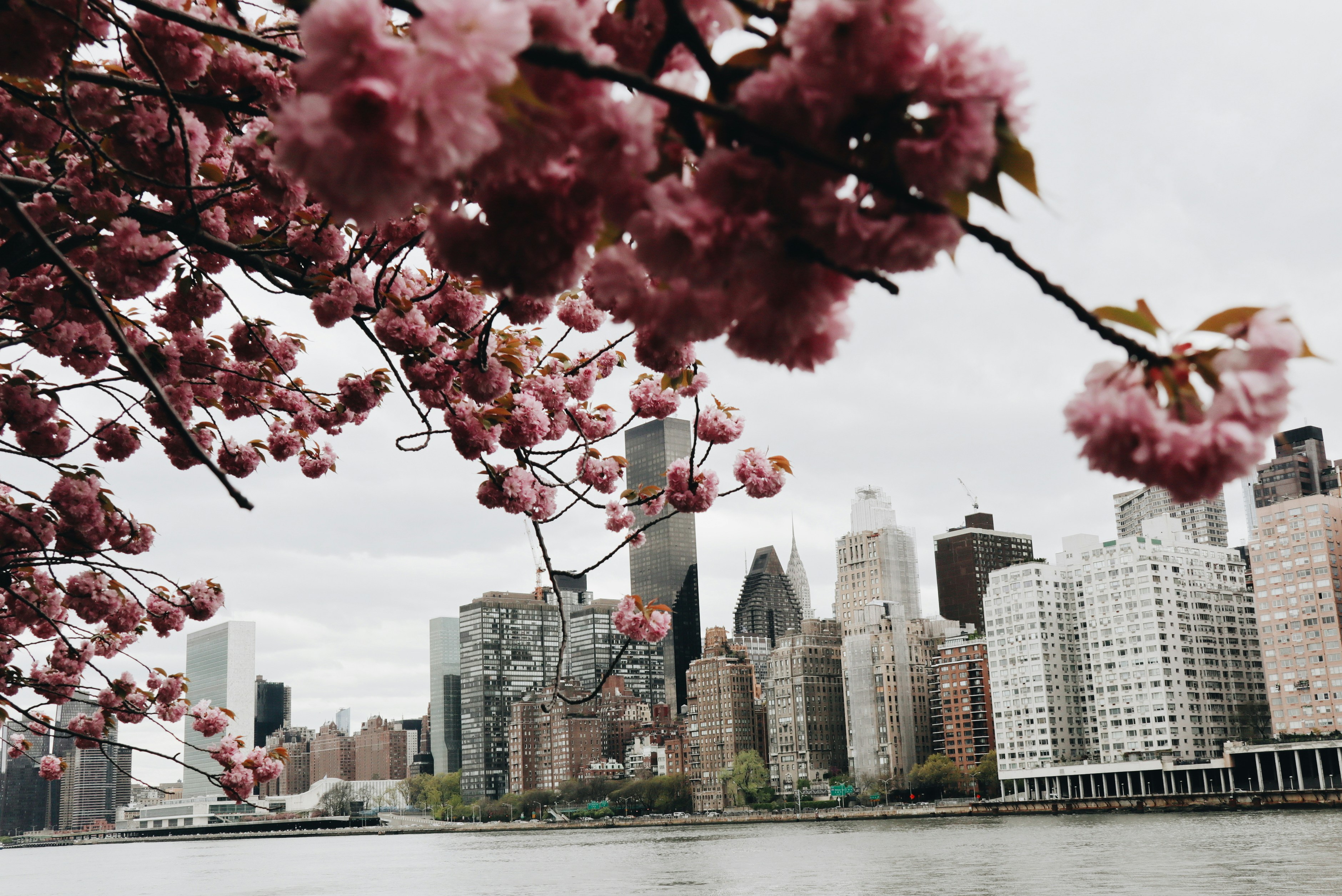 Delicate pink cherry blossoms frame a riverfront skyline, balancing floral foreground with distant urban architecture.
