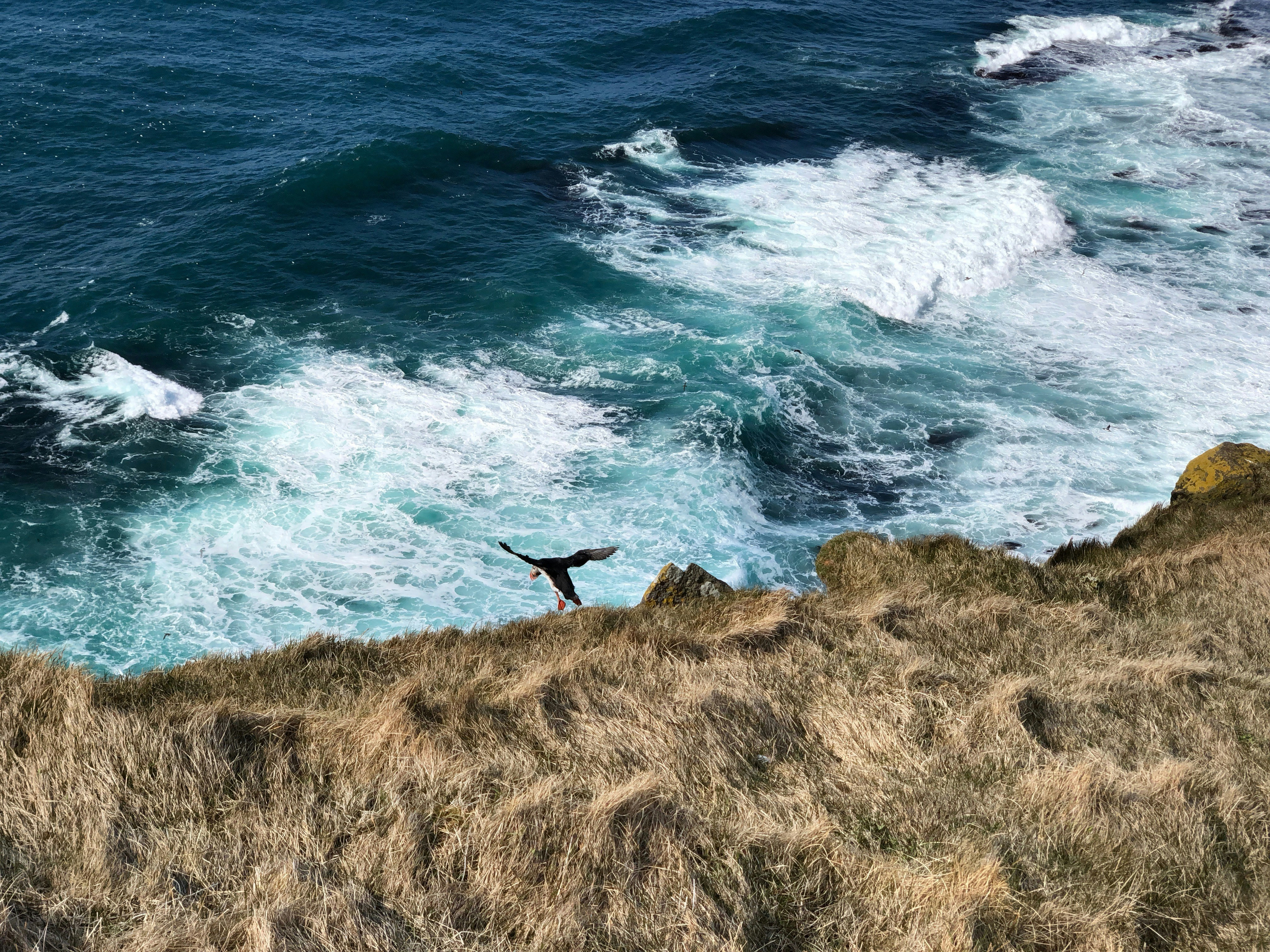 Winged Moment Above the Wind-Scoured Cliffs