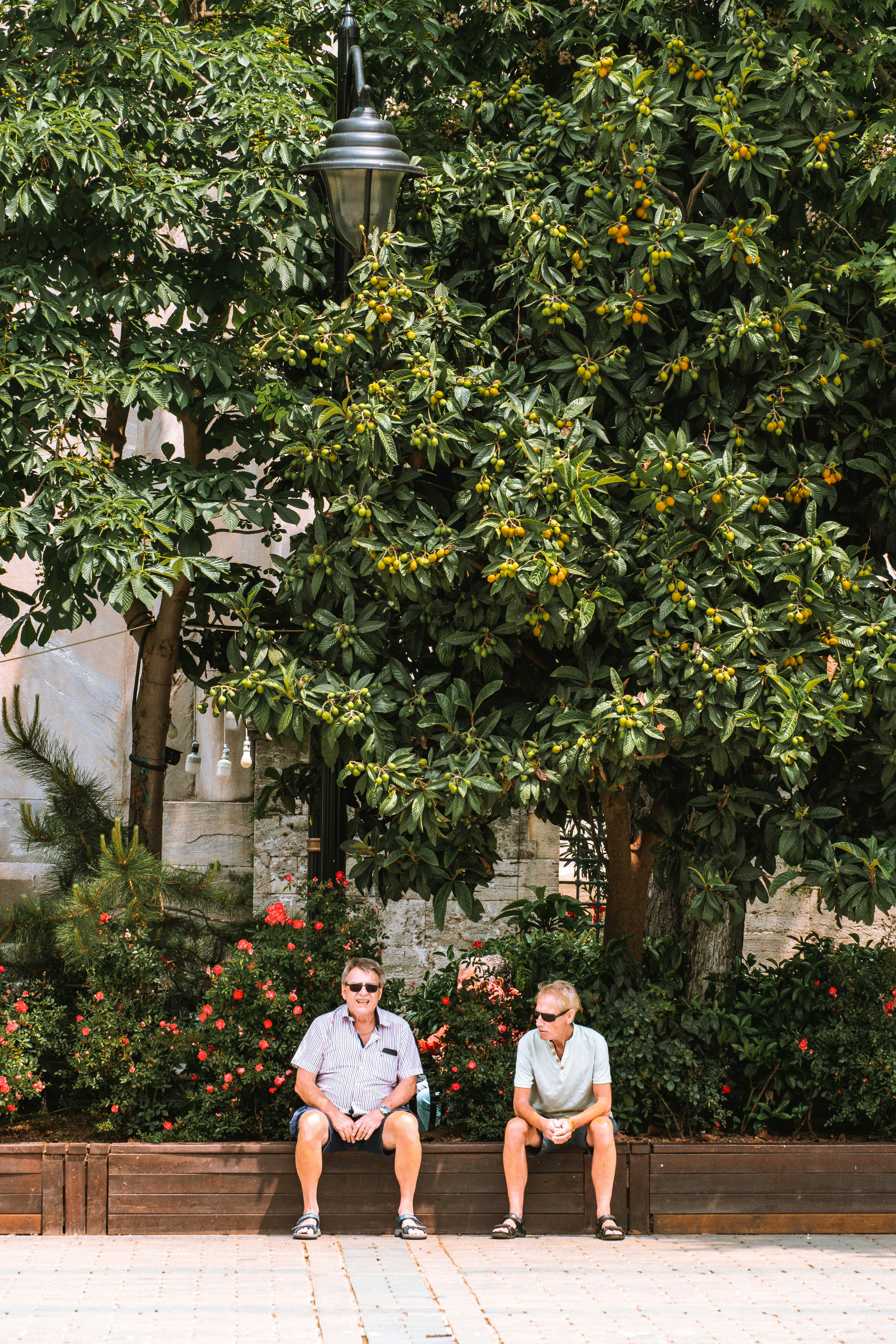 Sunlit Chat Beneath a Fragrant Fruit Tree
