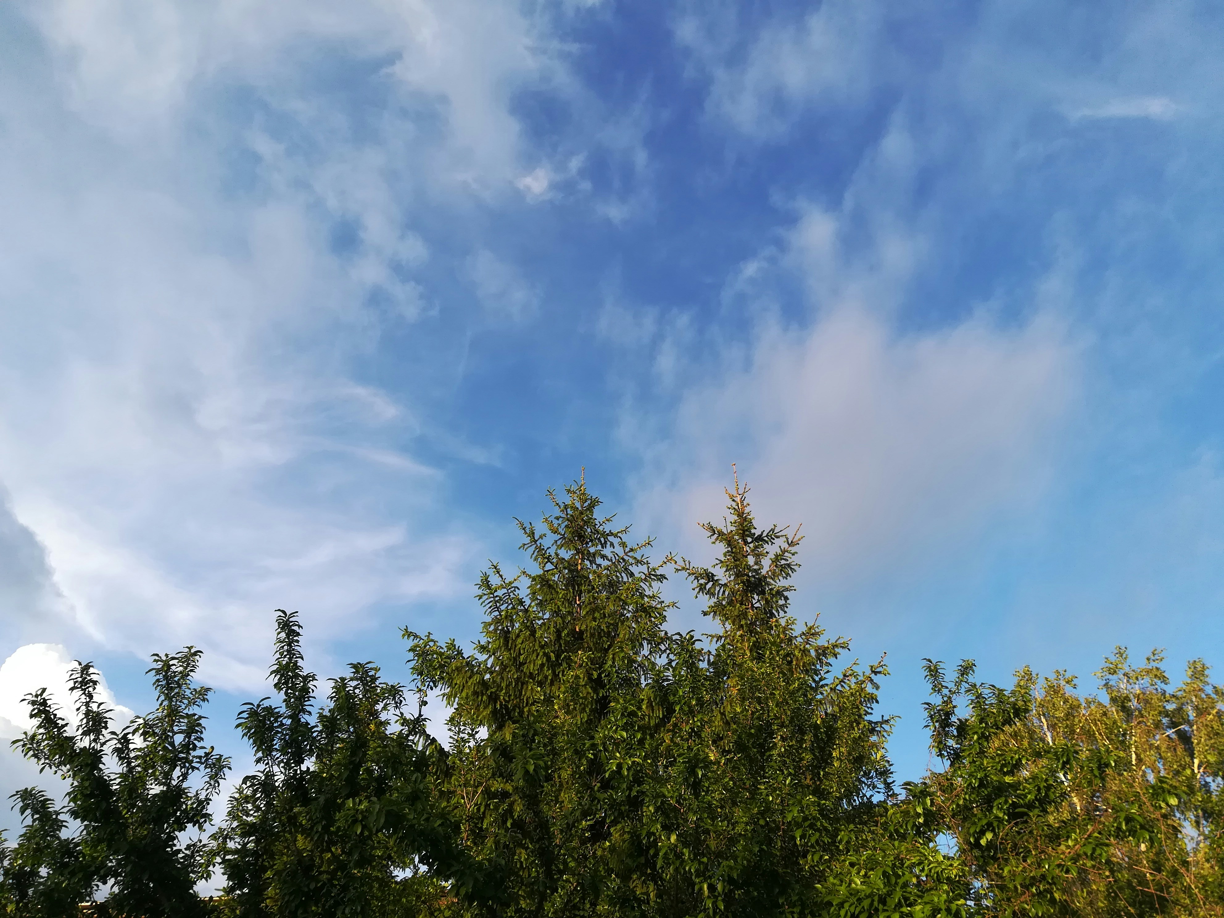 Vibrant green trees frame a serene sky filled with soft clouds, capturing a tranquil moment in nature.