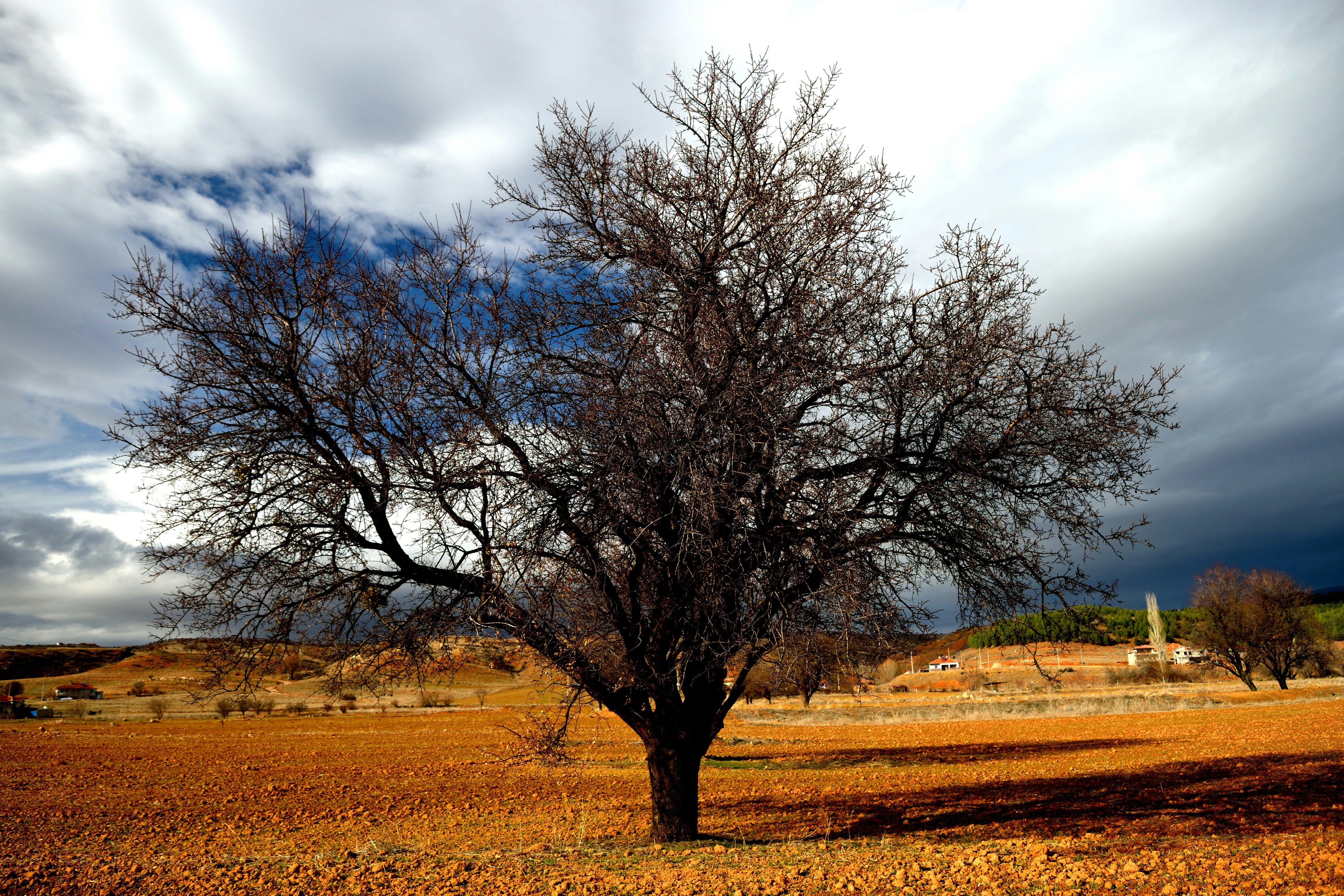 leafless tree under clear blue sky
