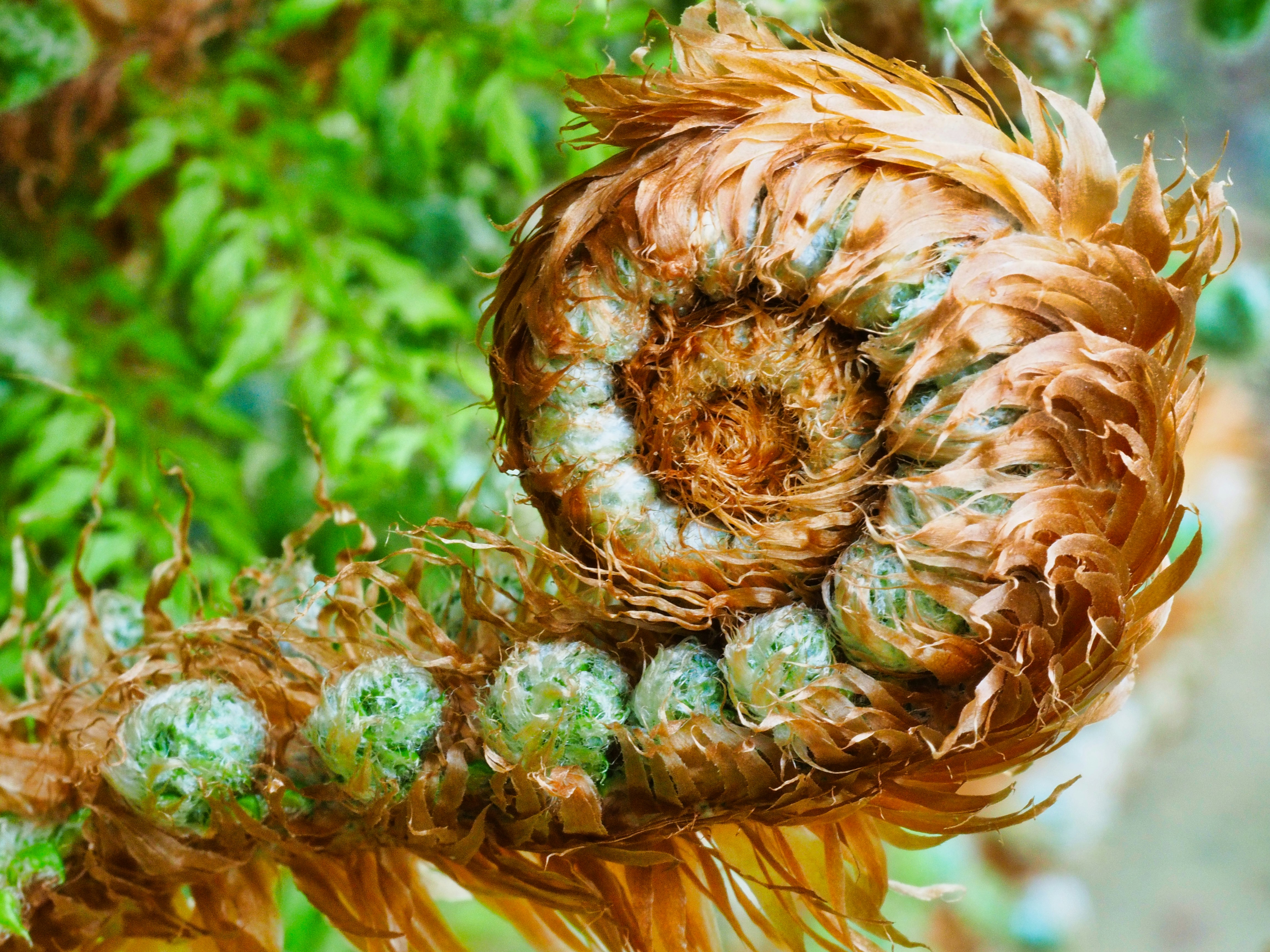 Close-up of a fern frond in the process of unfurling, showcasing its intricate spiral pattern and vibrant colors.