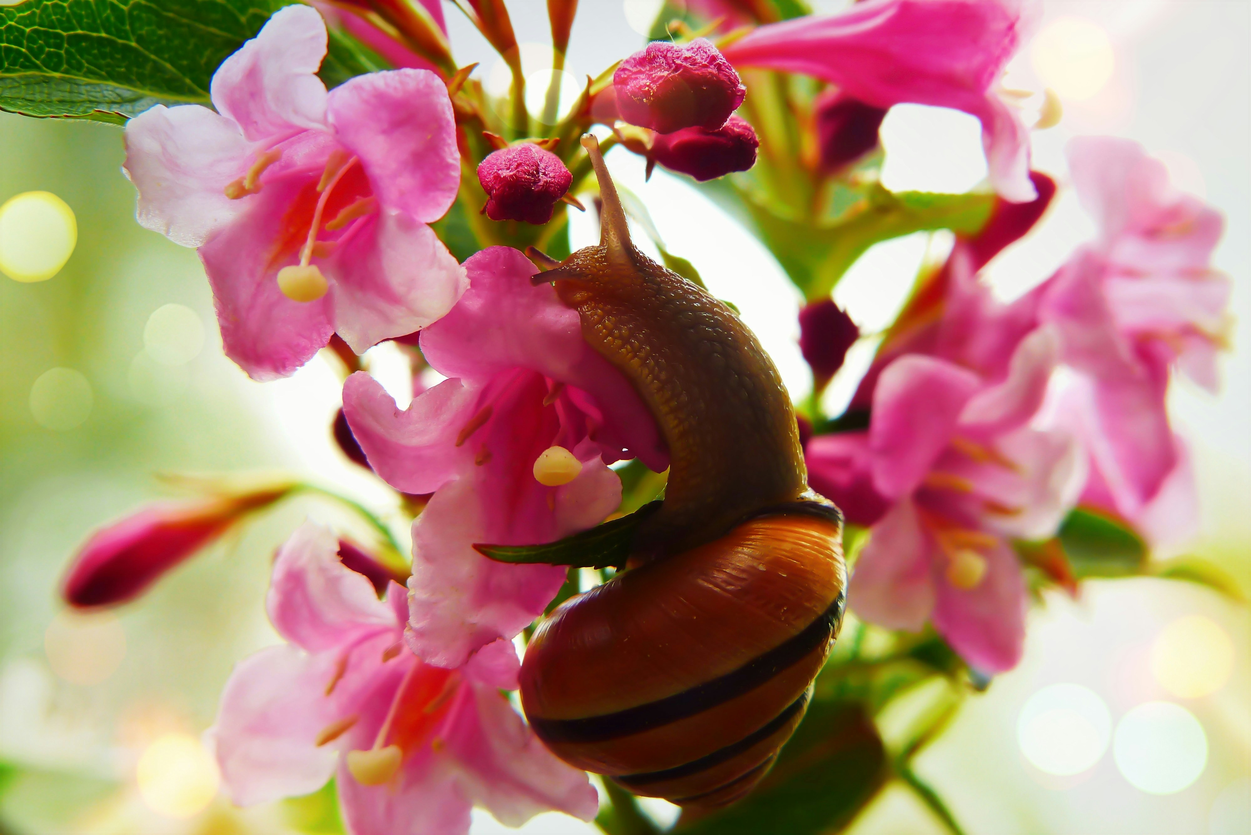Snail on pink flowers in bloom photo – Free Flower Image on Unsplash