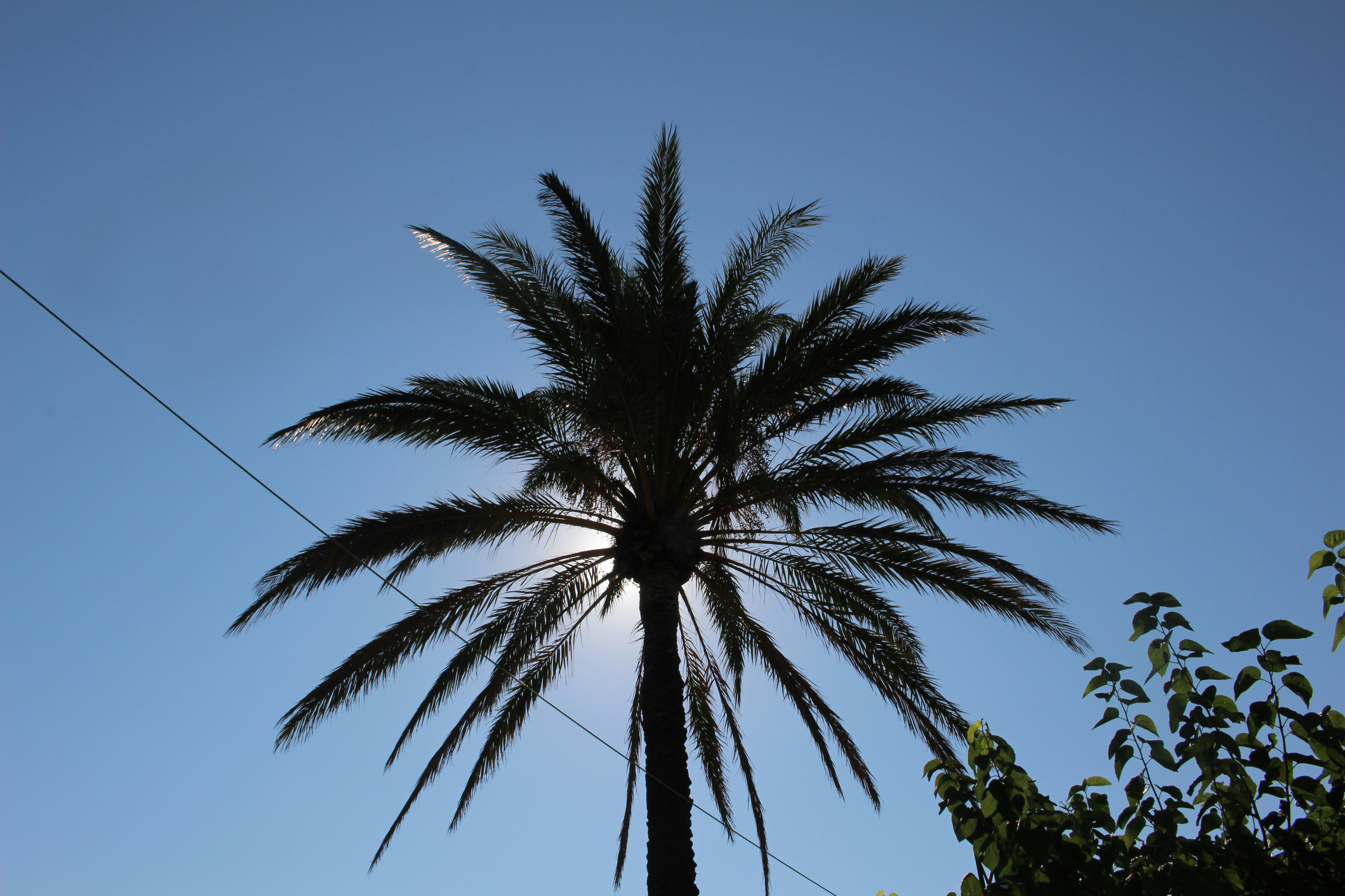 Tall palm tree silhouetted against a clear blue sky, with sunlight peeking through its fronds. A lush green foliage frames the bottom of the scene.