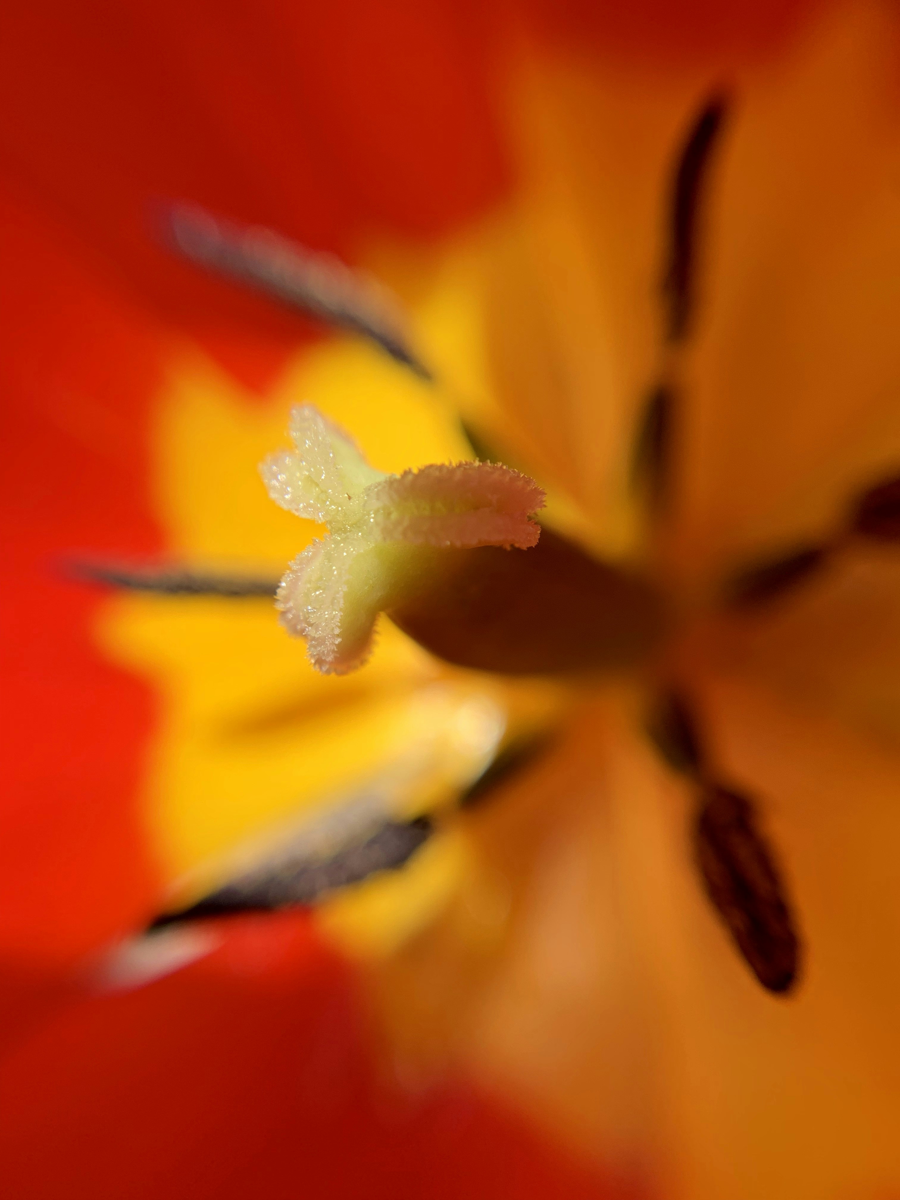 Close-up of a flower's reproductive structure against a vibrant red and yellow backdrop.