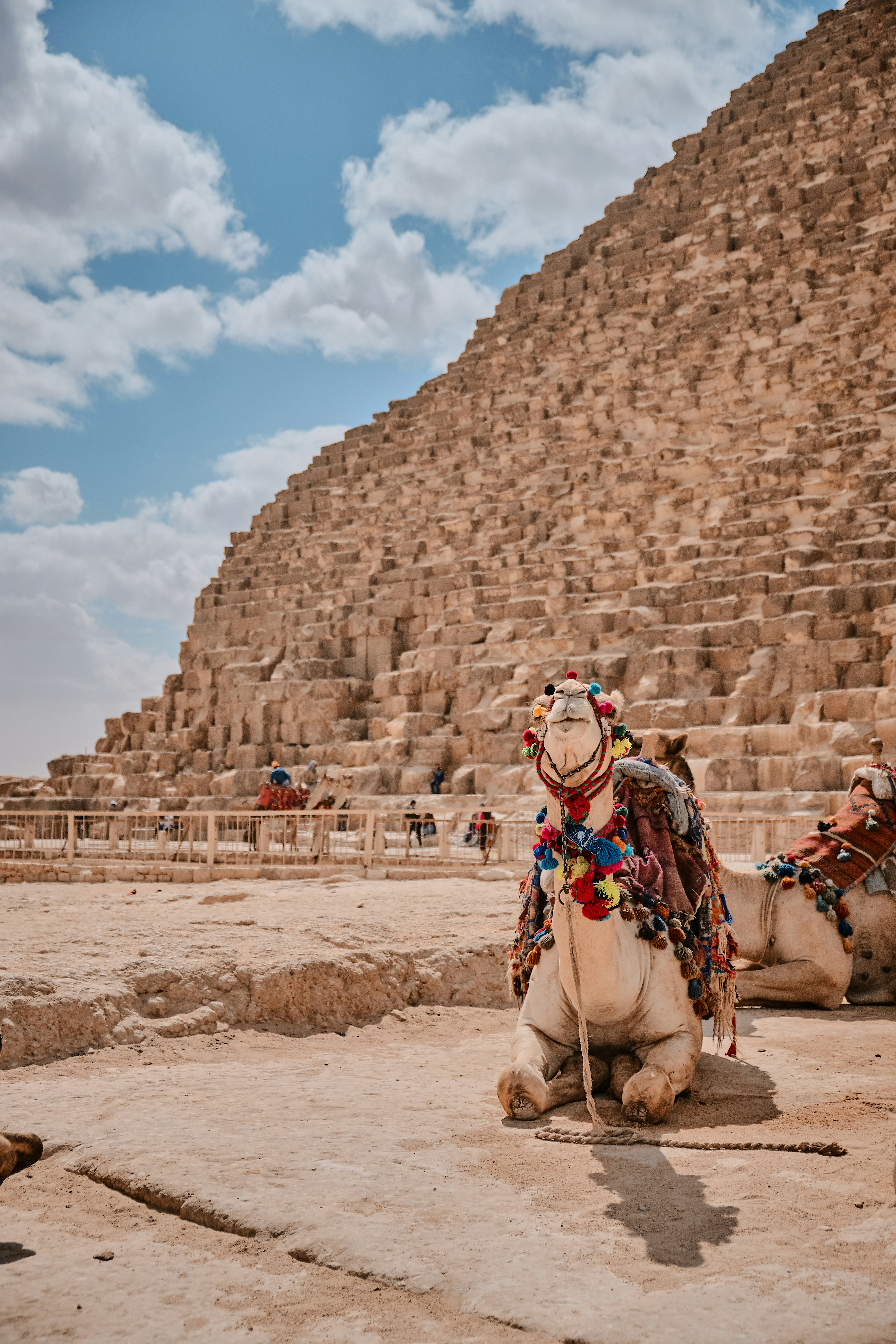 Selective-focus photography of camel photo – Free Camel Image on Unsplash