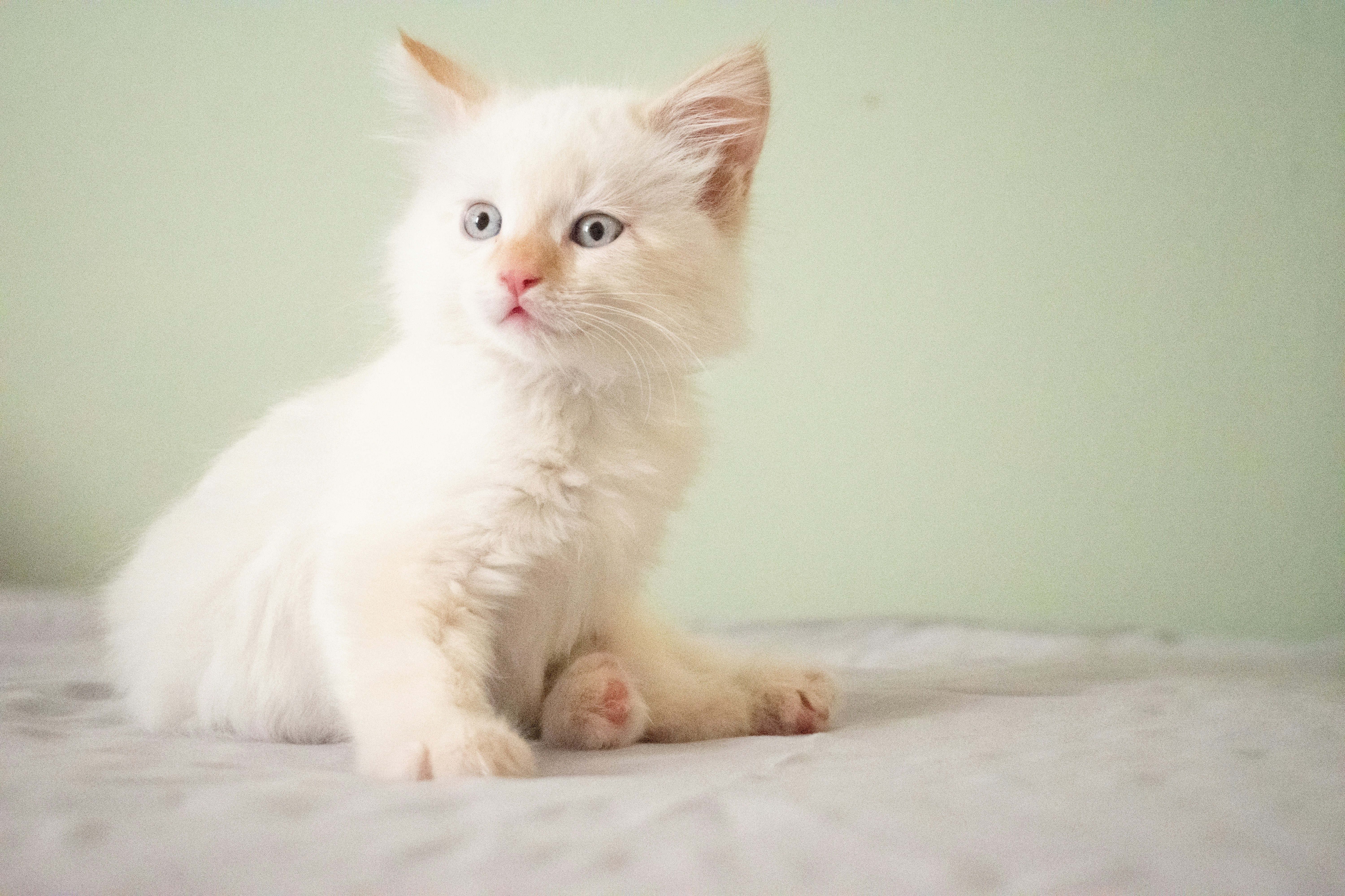 White Kitten Pictures | Download Free Images on Unsplash