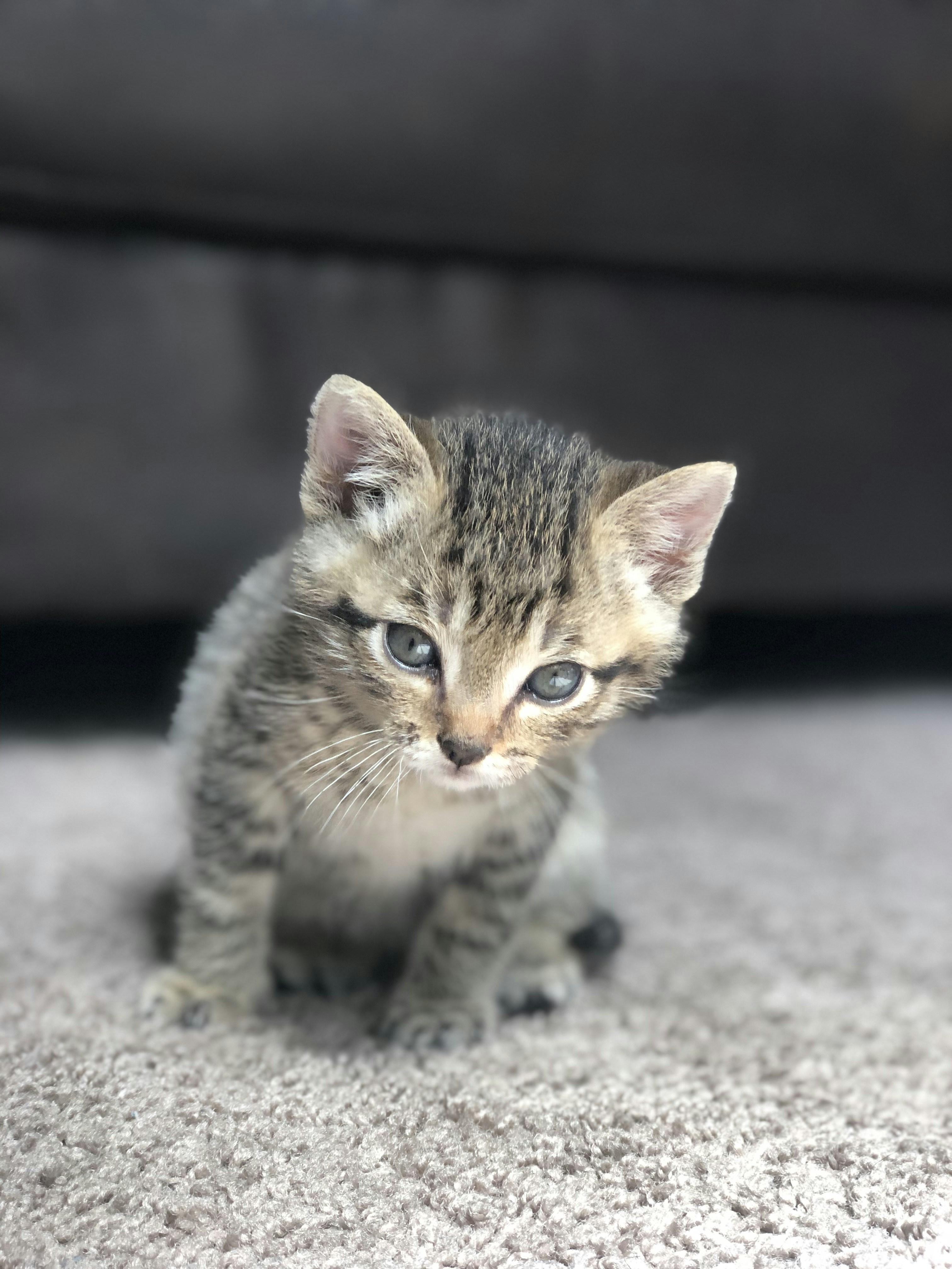 Gray tabby kitten on gray textile photo – Free Manx Image on Unsplash