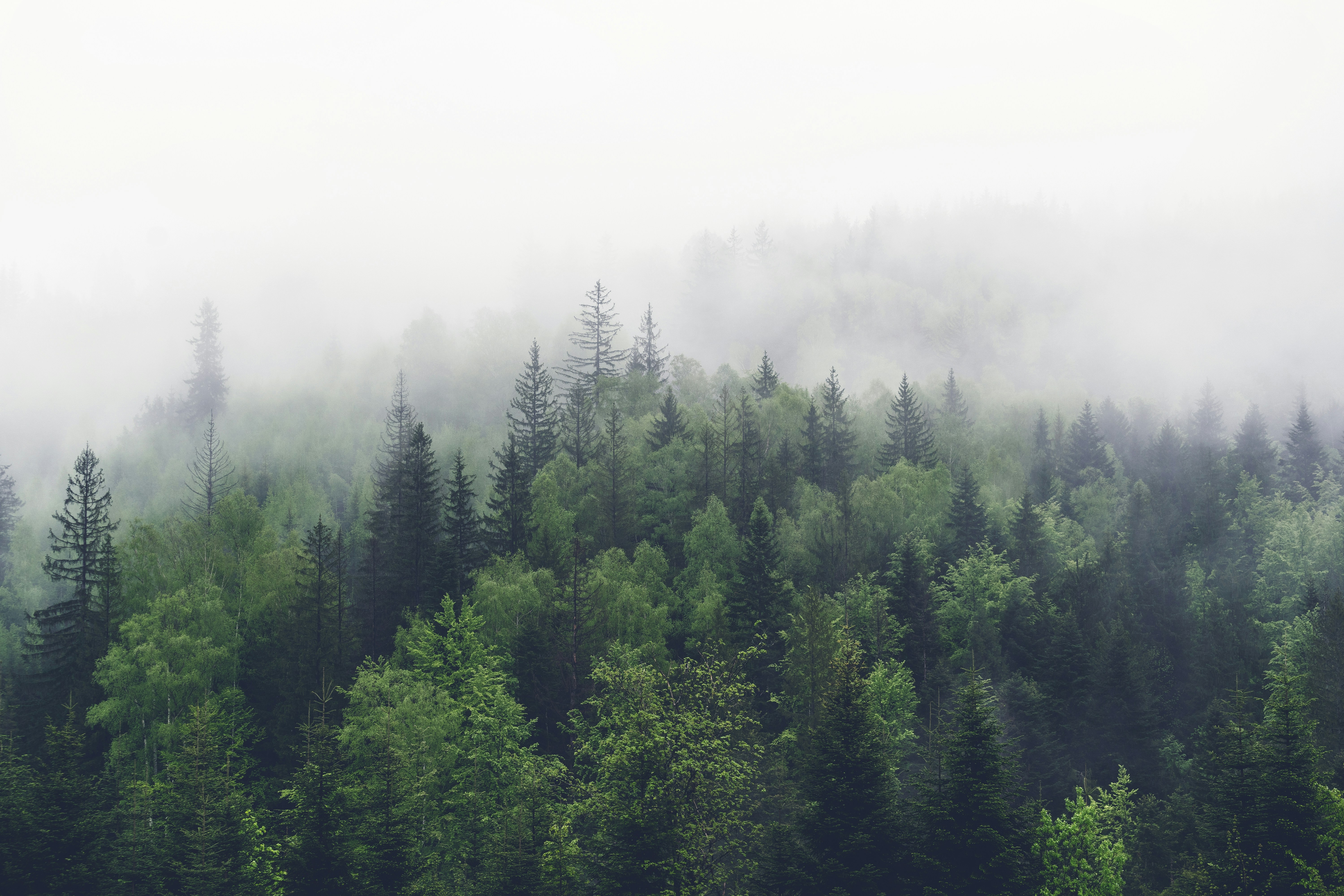 Forest during day photo – Free Grey Image on Unsplash
