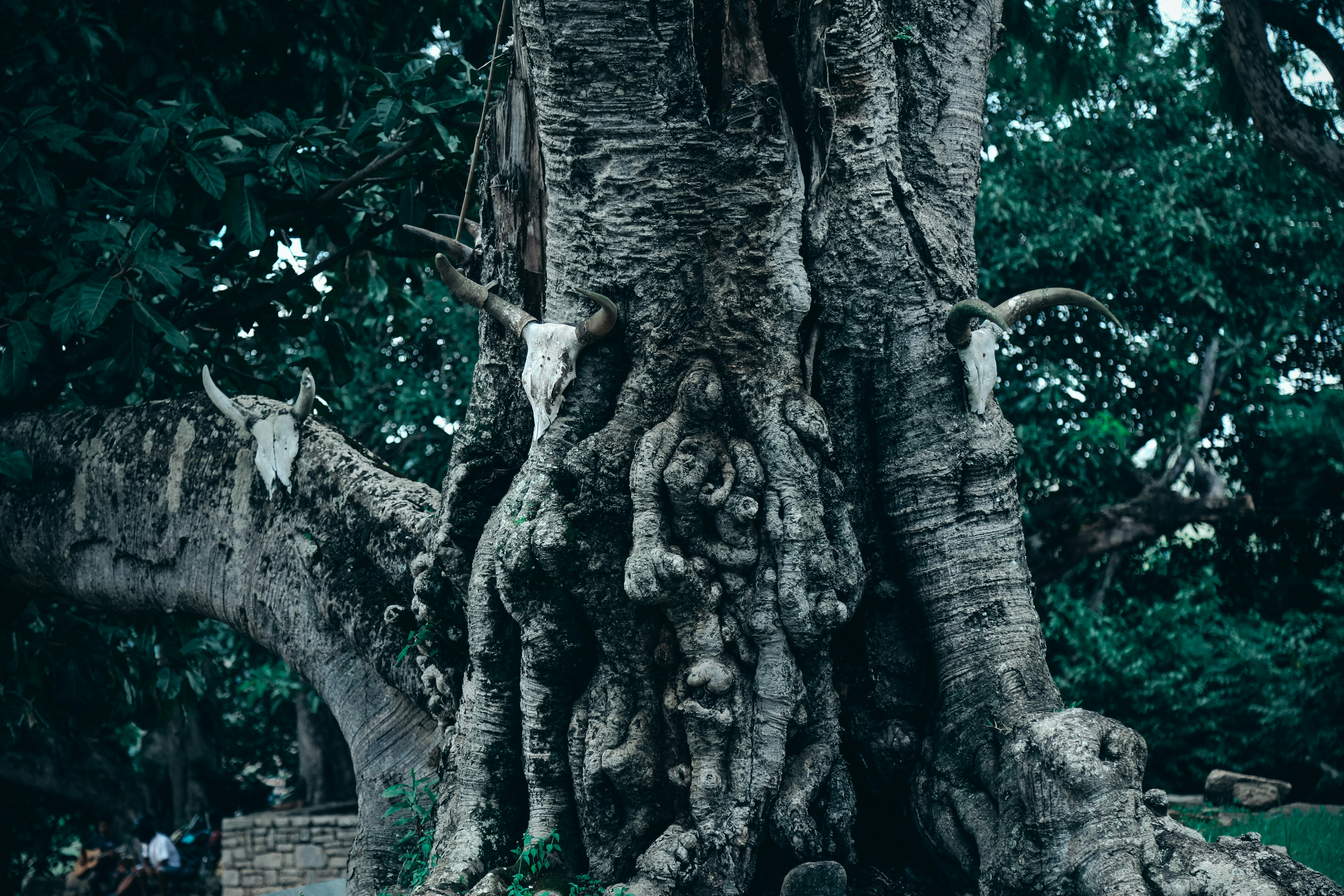 A large tree with very large roots in a park photo – Free Animal Image ...