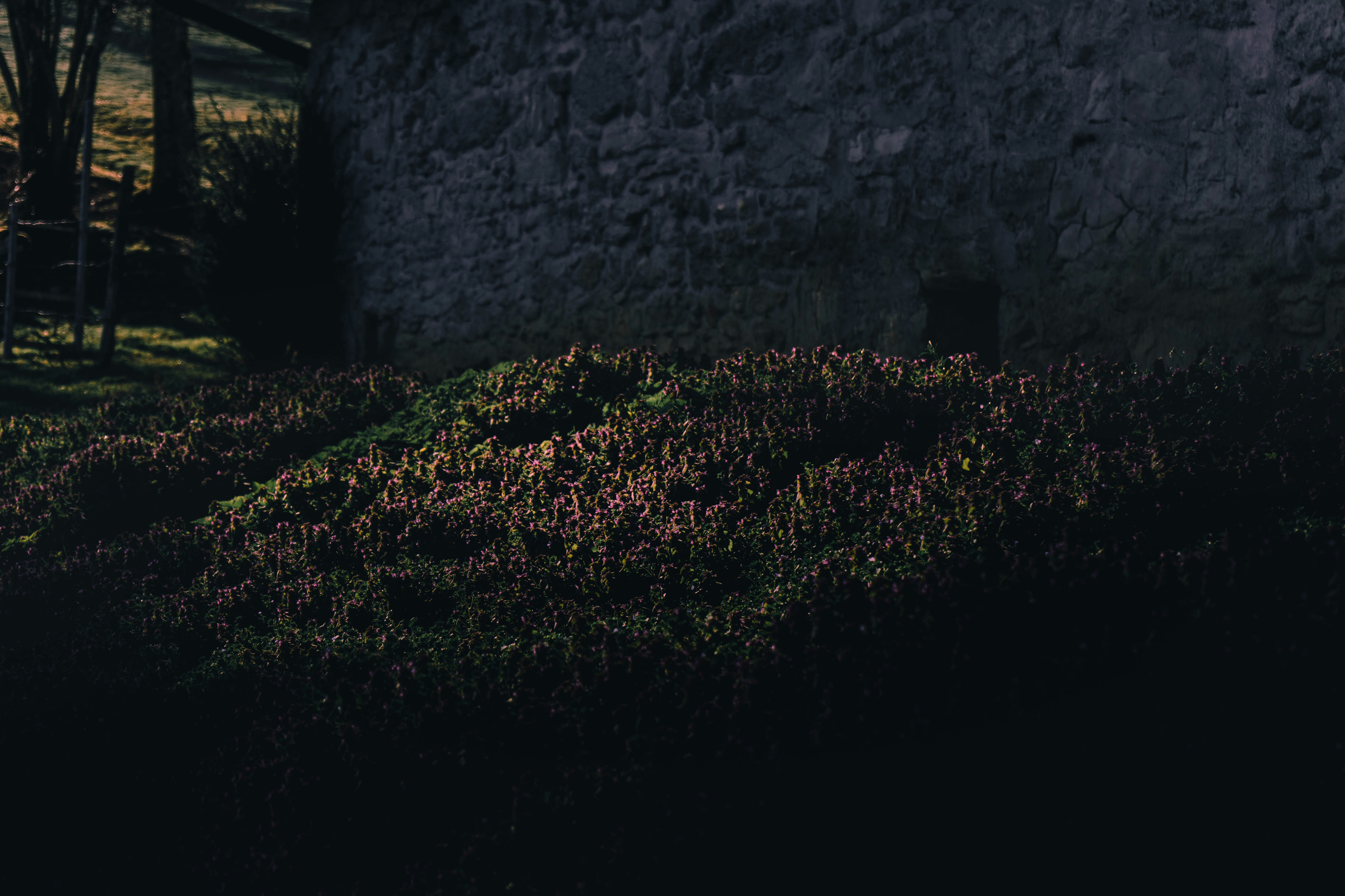 Dusk-Lit Shrubs Framing a Weathered Wall