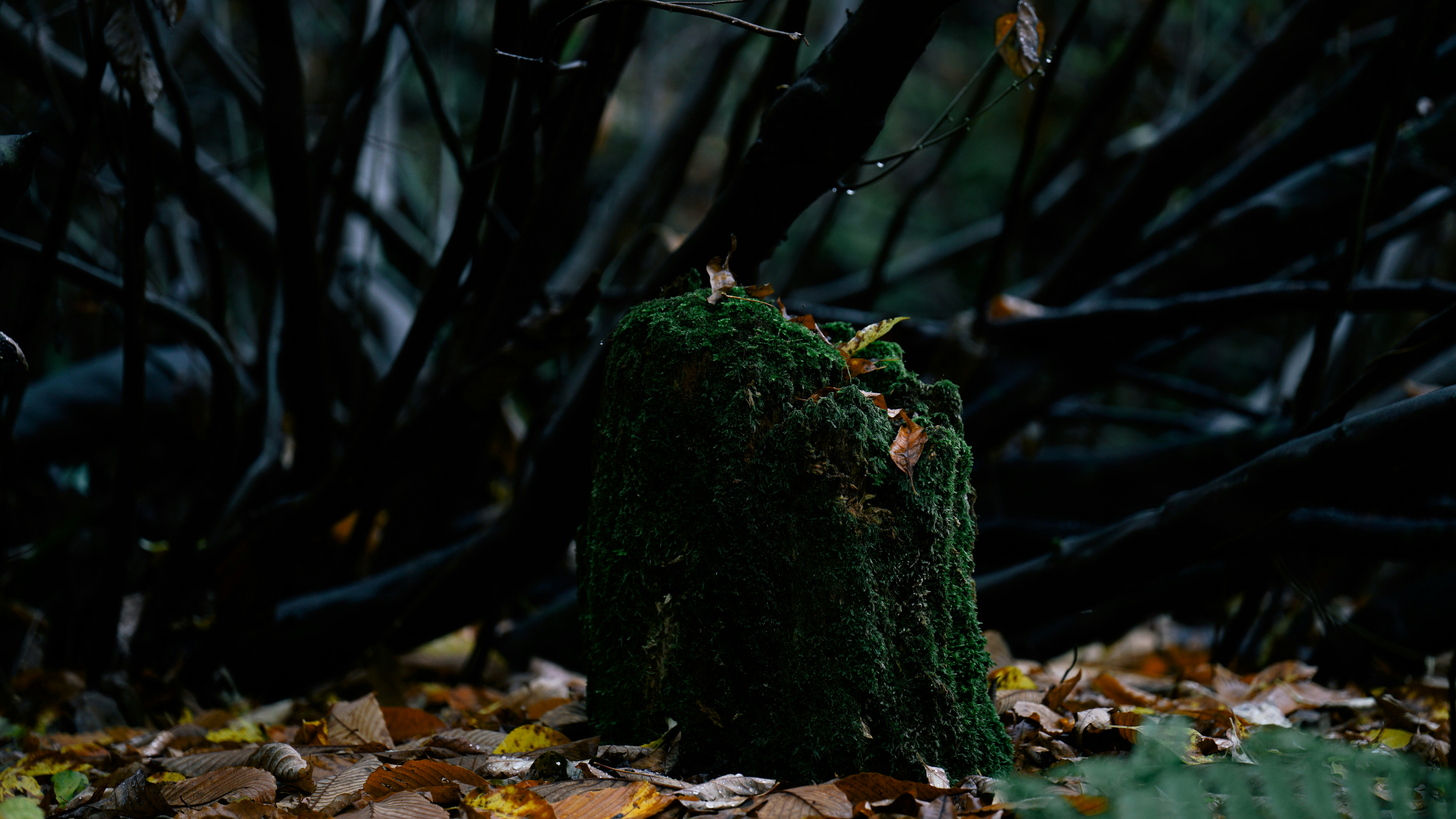 Moss-Crowned Sentinel in a Shadow-Draped Glade