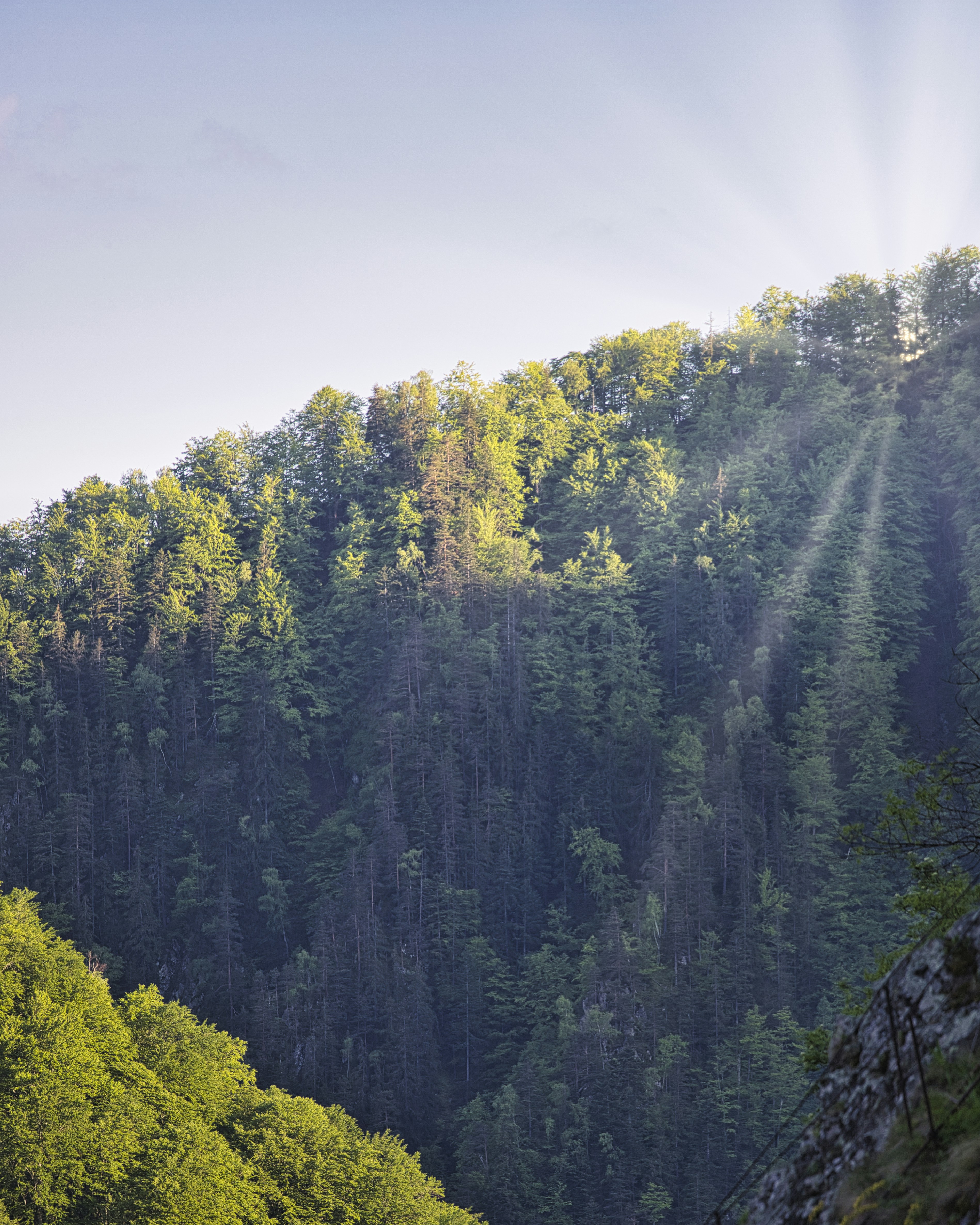 Morning Beams over the Pine Ridge: A Quiet Forest Revealed