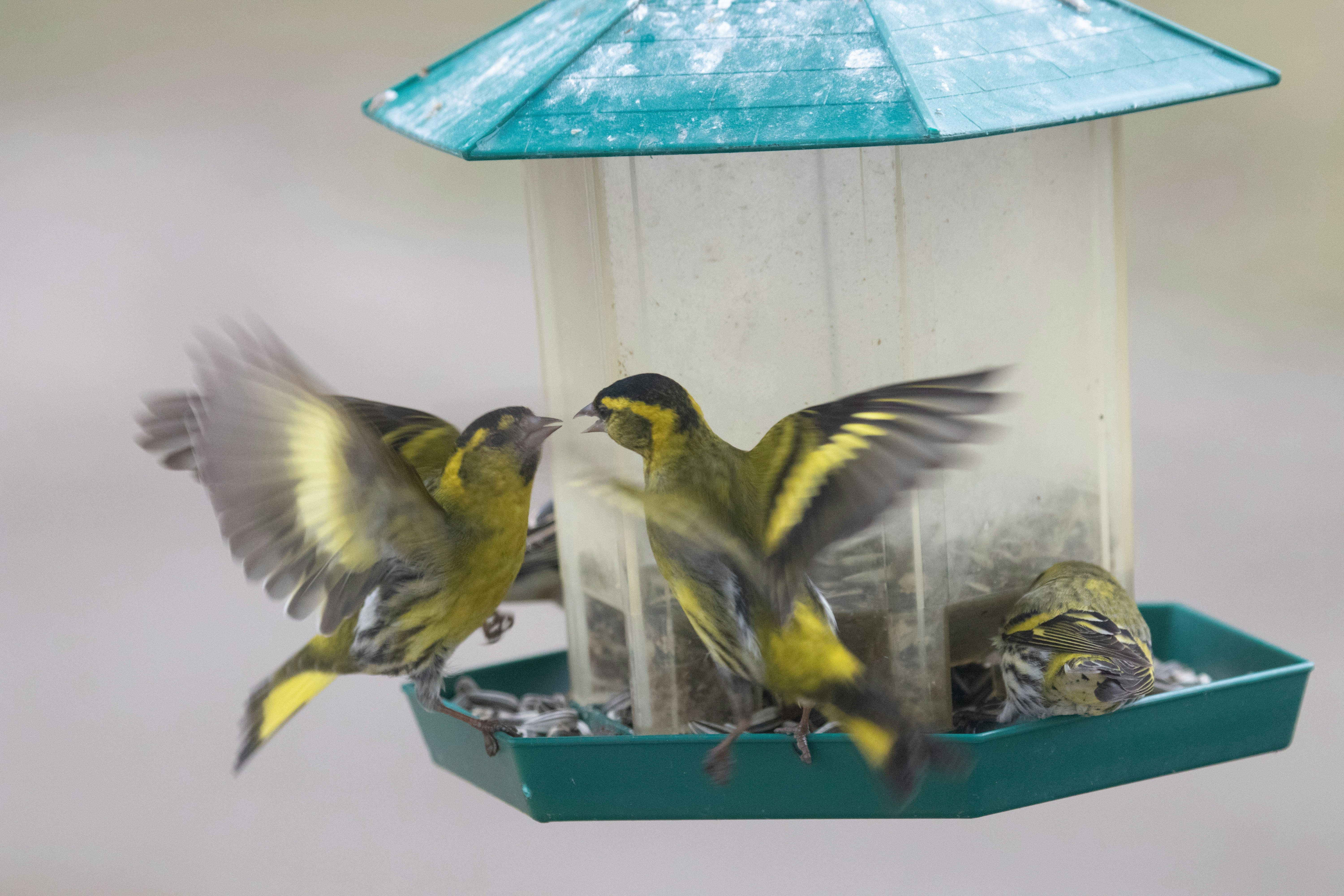 Three small yellow-black finches bustle around a teal bird feeder, captured in motion against a softly blurred background.