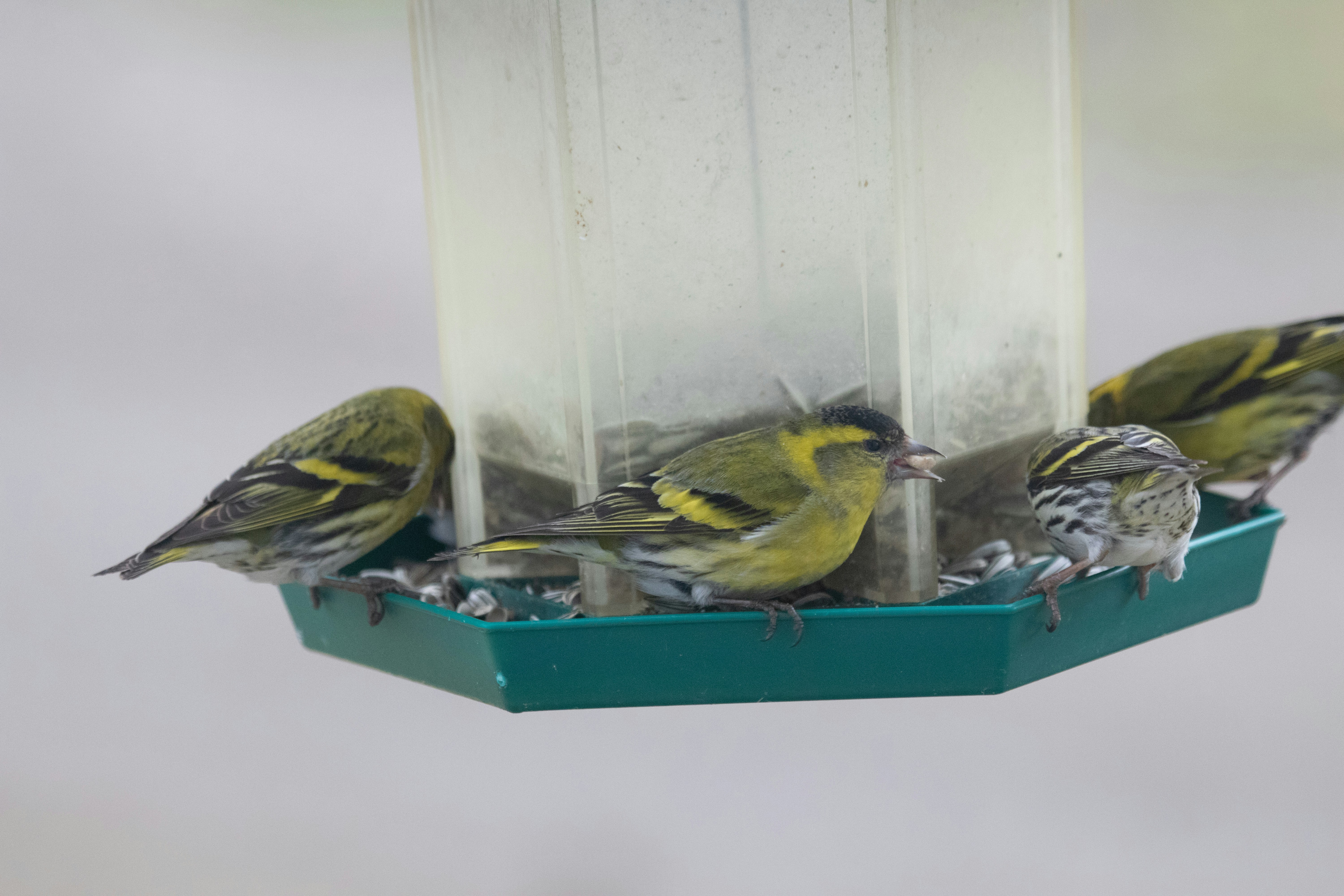 Finches take up space at the dining table