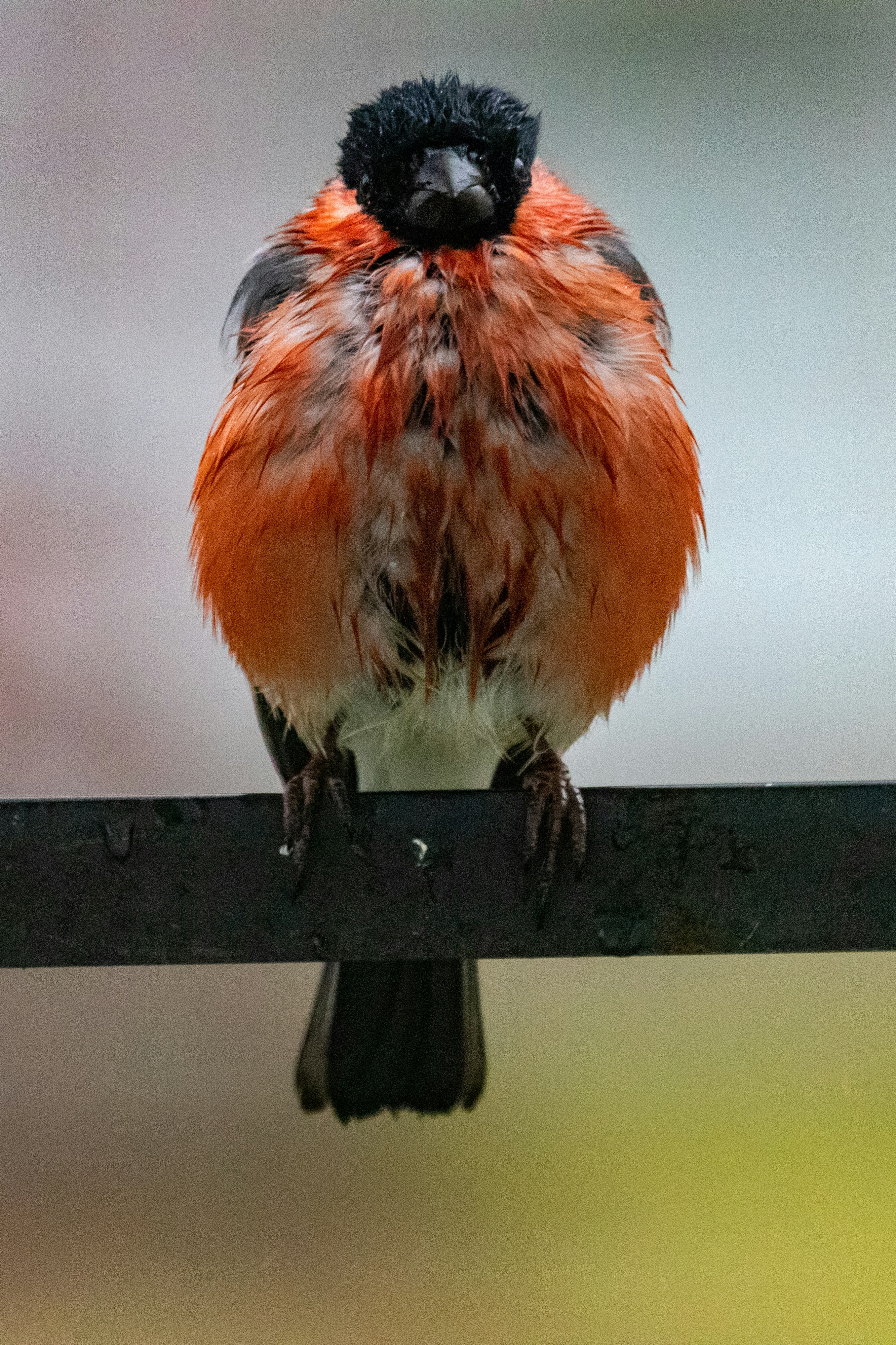 A wet and frozen bullfinch is sitting and looking at you