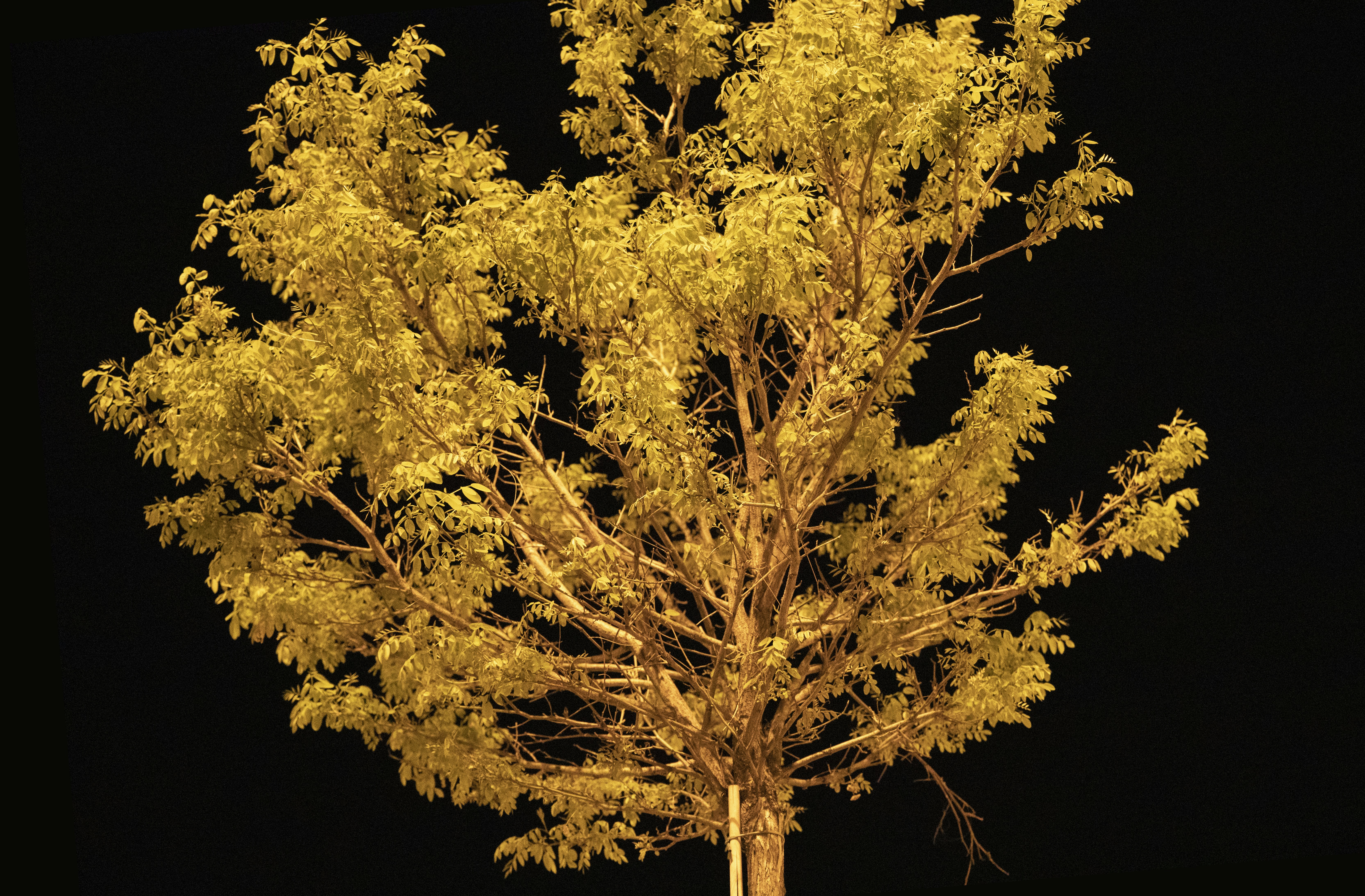 Amber Night Sentinel: a solitary tree bathed in gold against a velvet sky