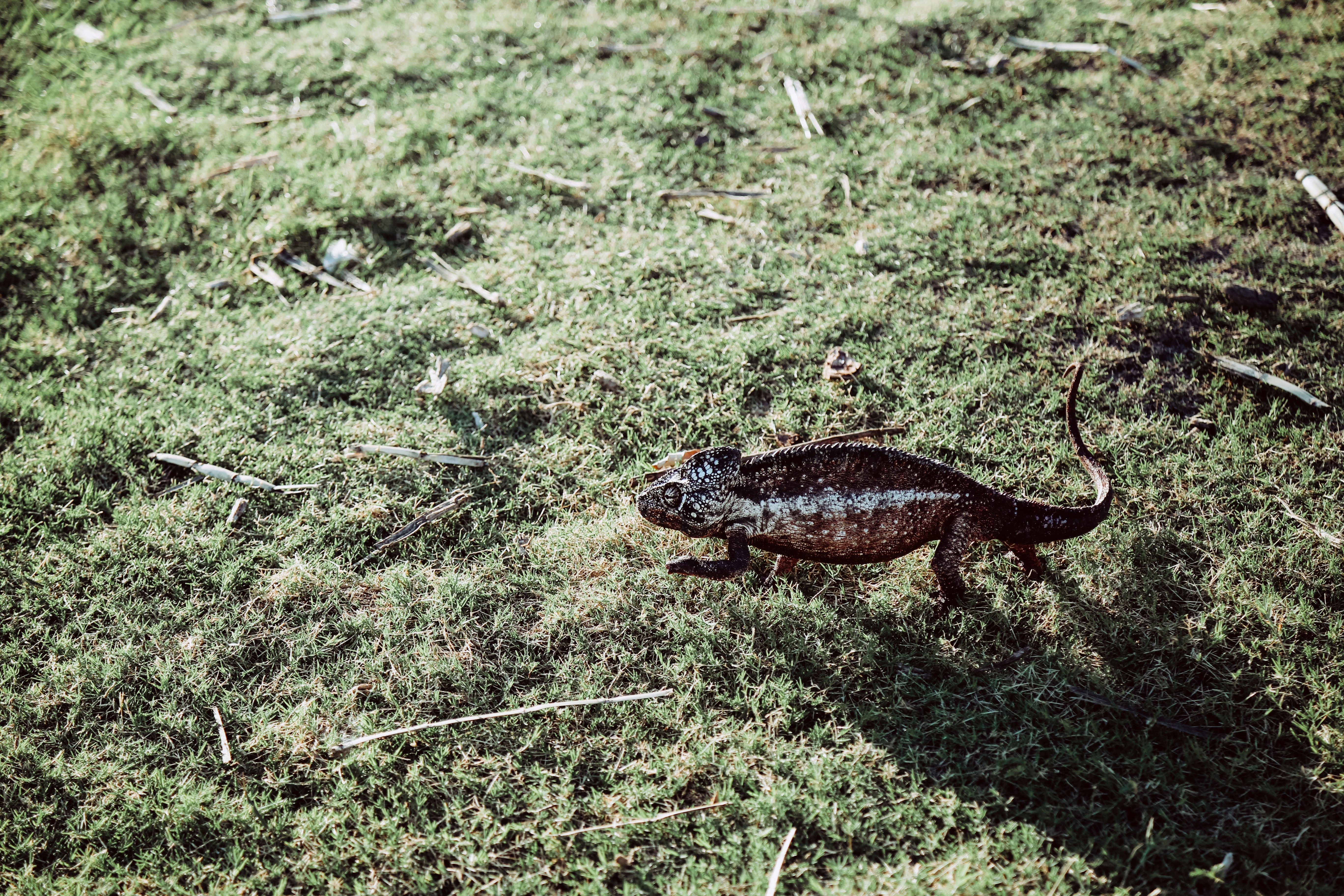 Midday Glide Across Mossy Grass: A Monitor Lizard in Open Light