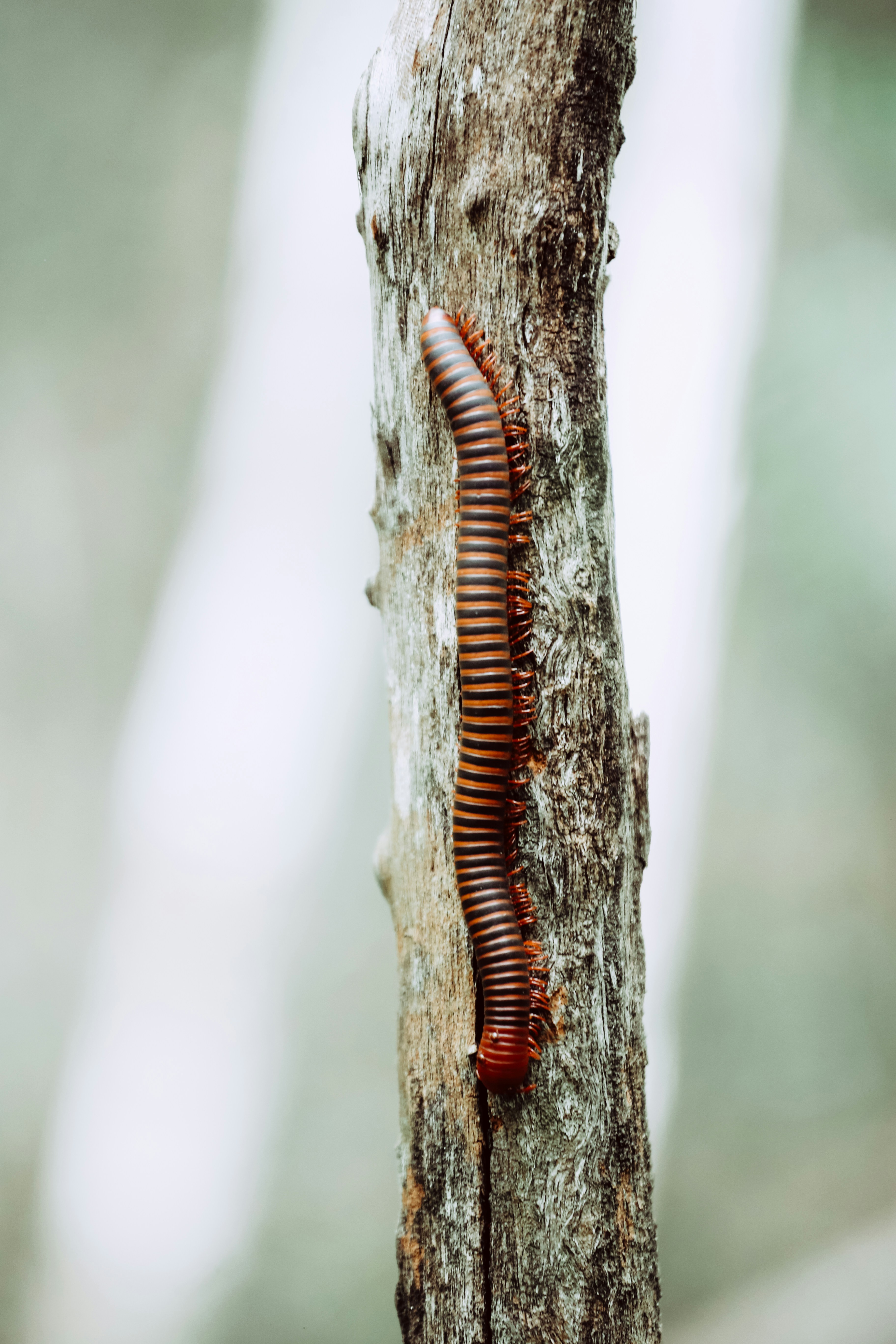 A Crimson Millipede Clings to Weathered Bark