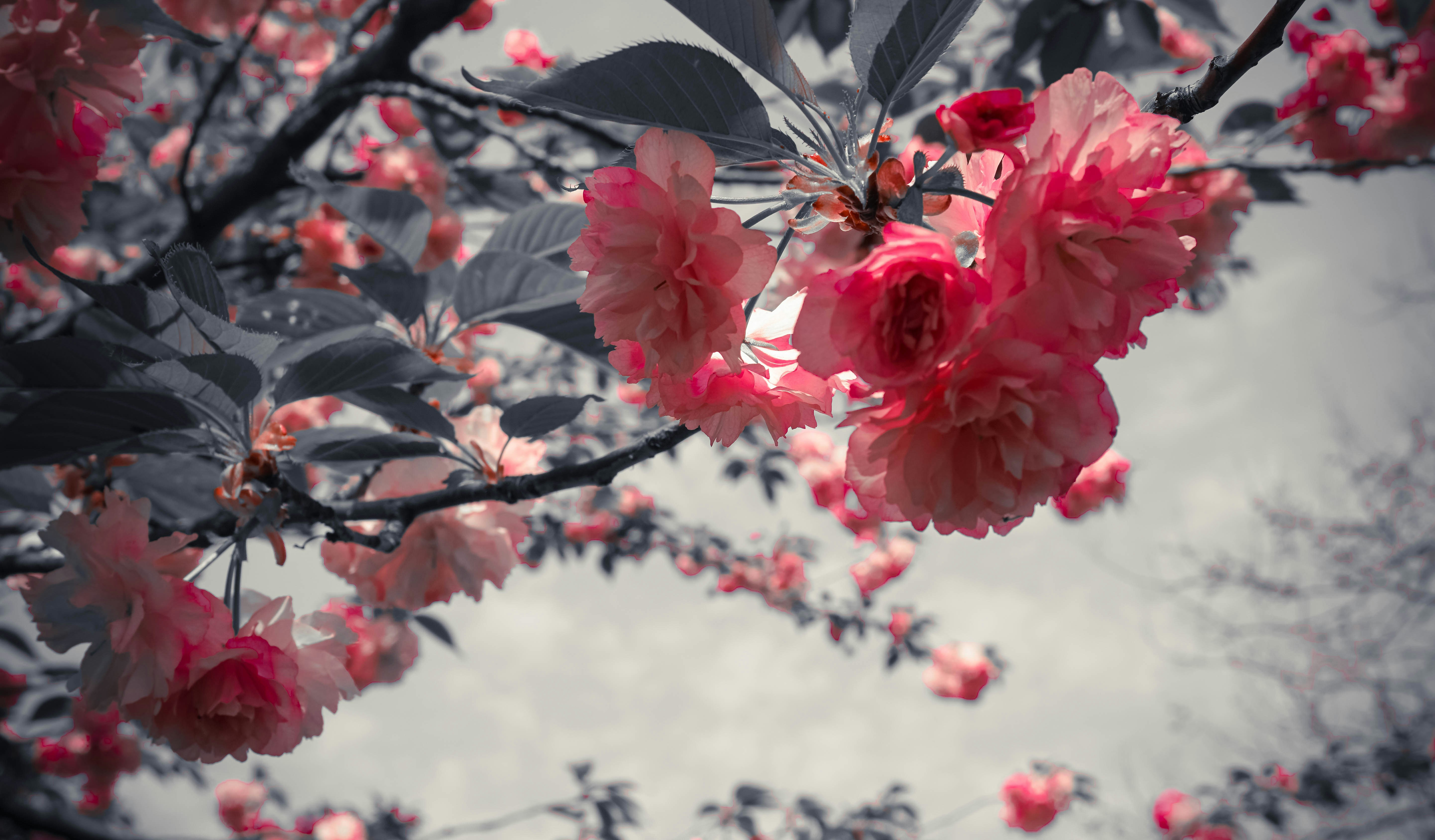 pink petaled flower bloom during daytime