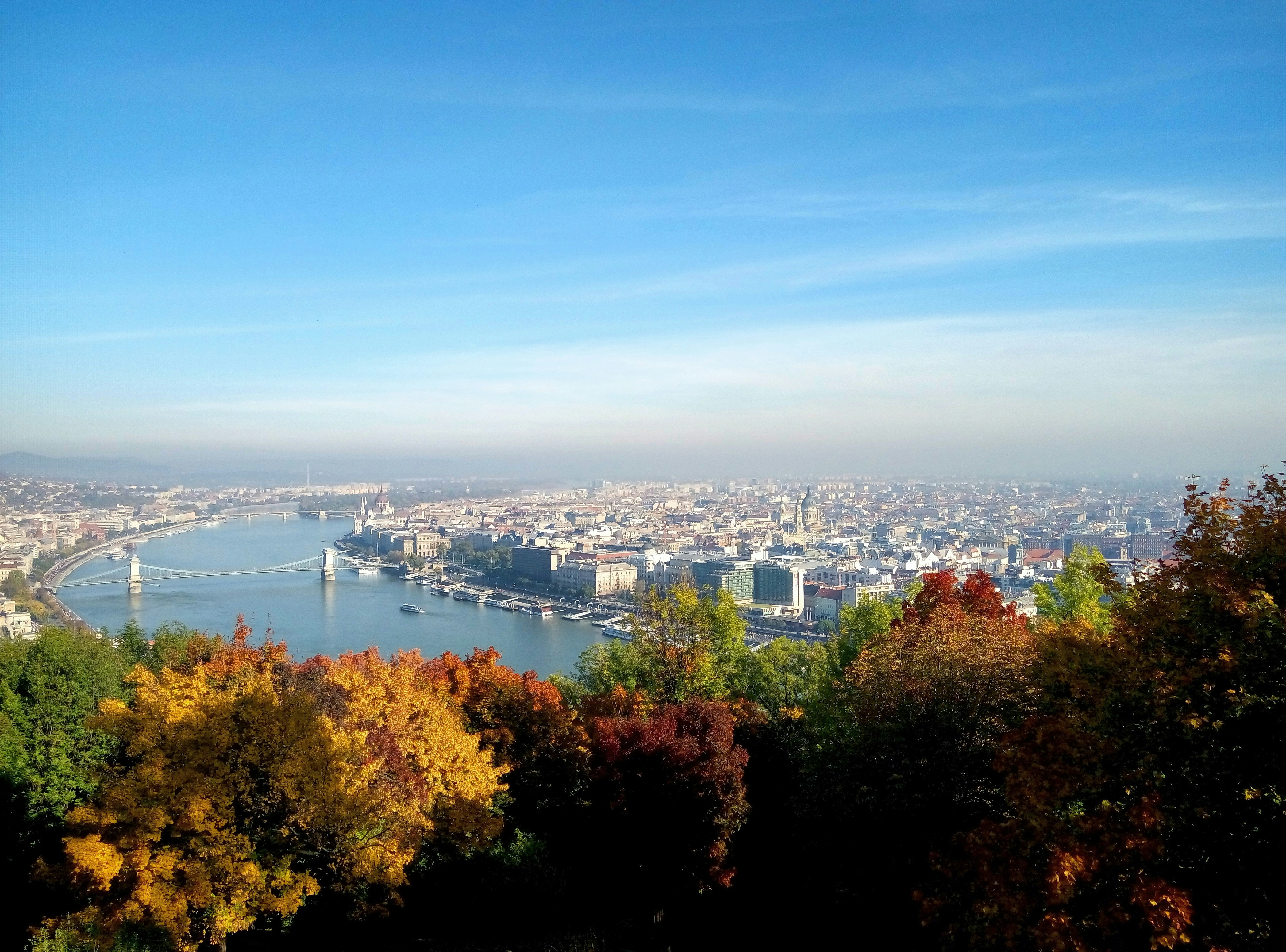 Tall trees near ocean under blue sky during daytime photo – Free Nature ...