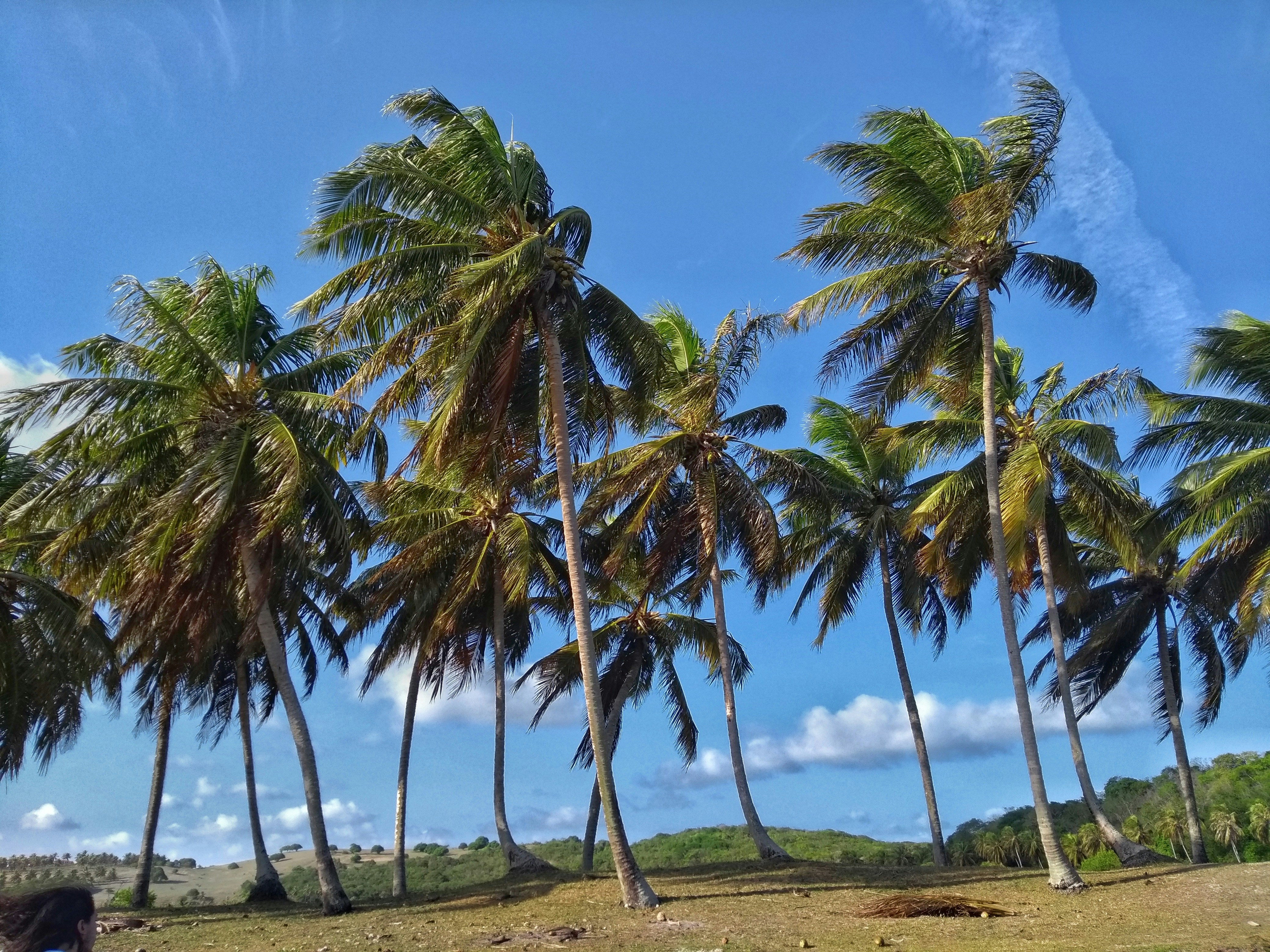 Tall palm trees sway in the breeze against a backdrop of clear blue sky and scattered clouds.