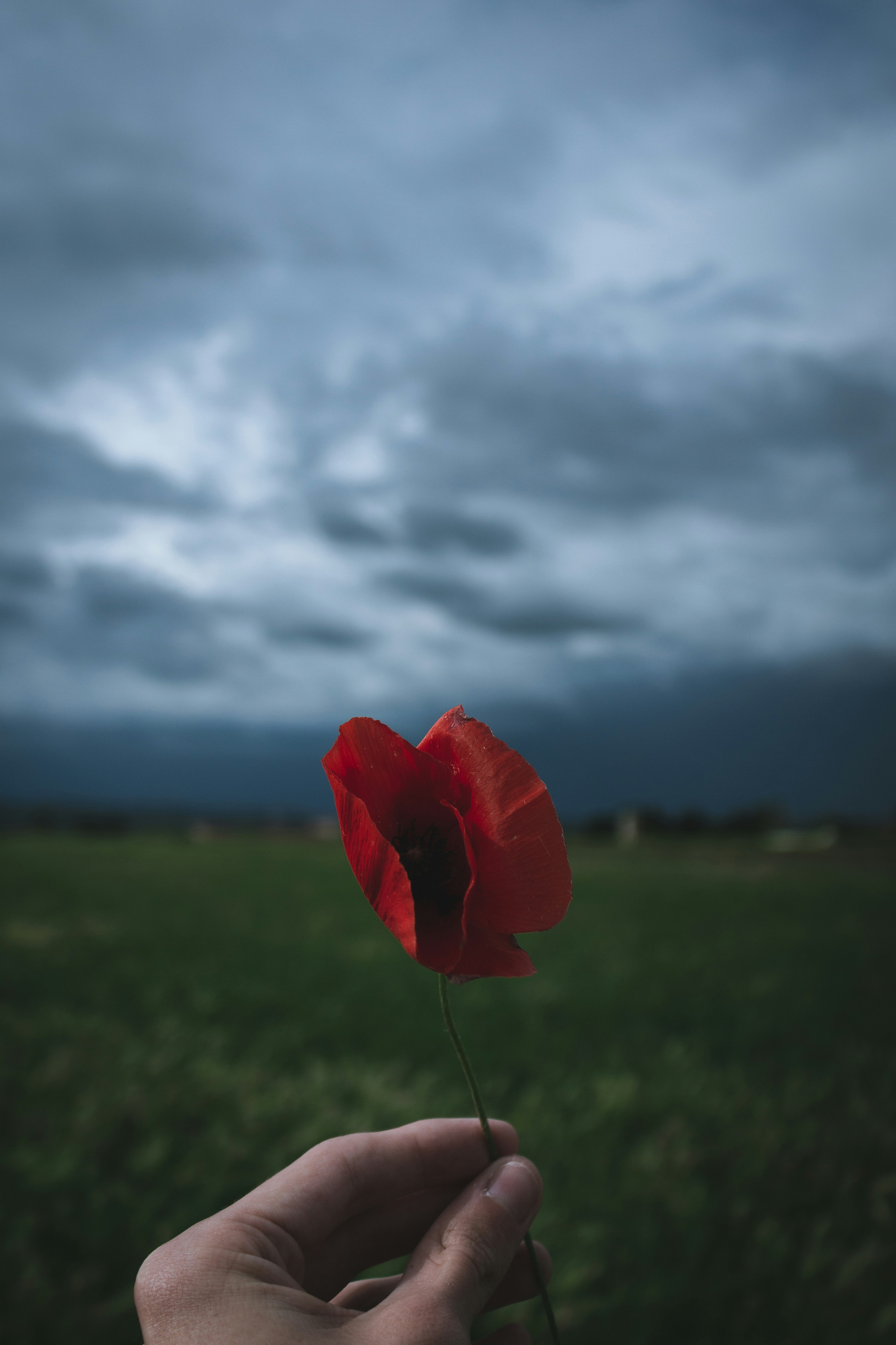 Crimson Poppy in Sharp Focus Beneath a Storm-Driven Sky