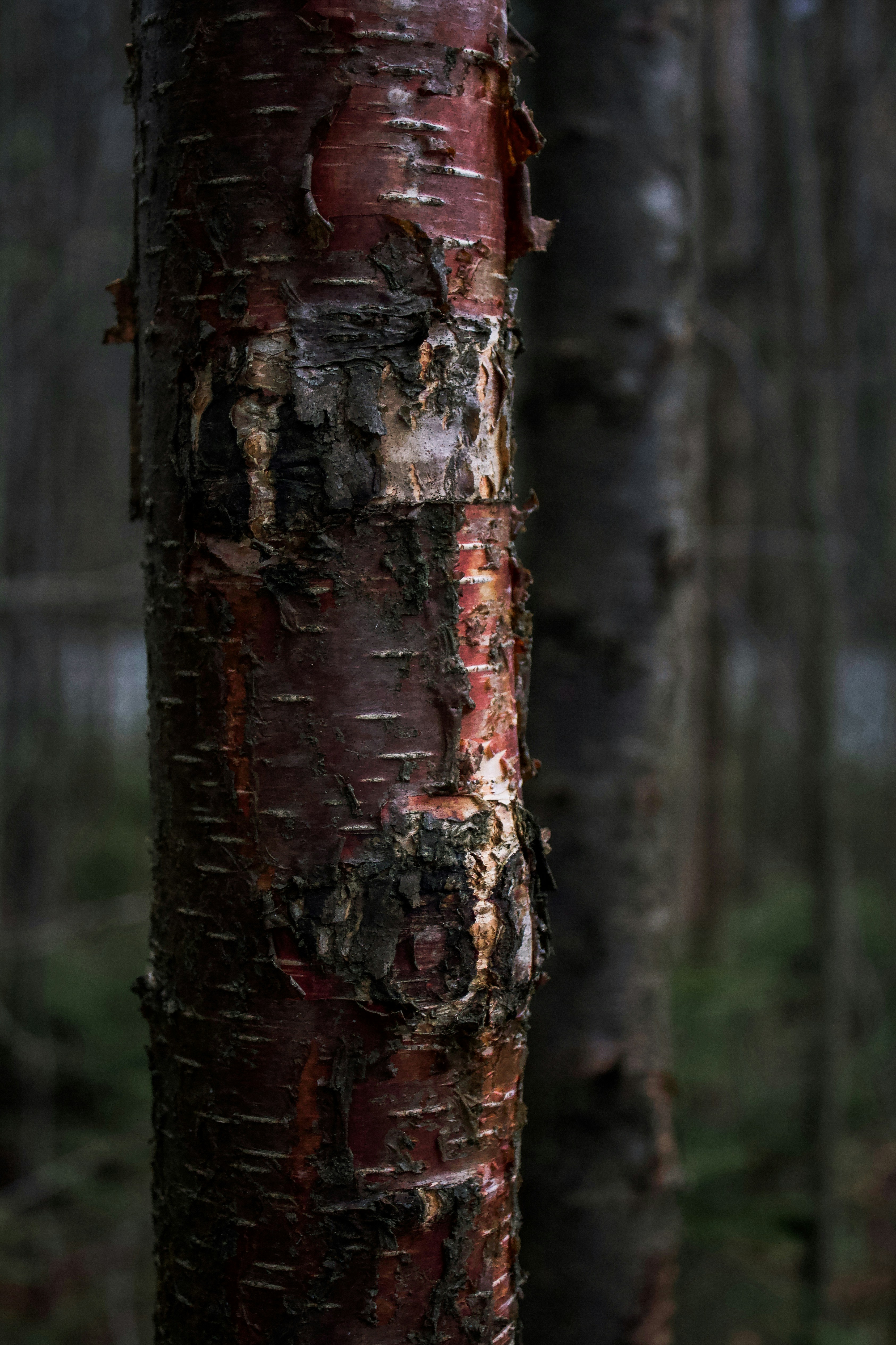 brown log