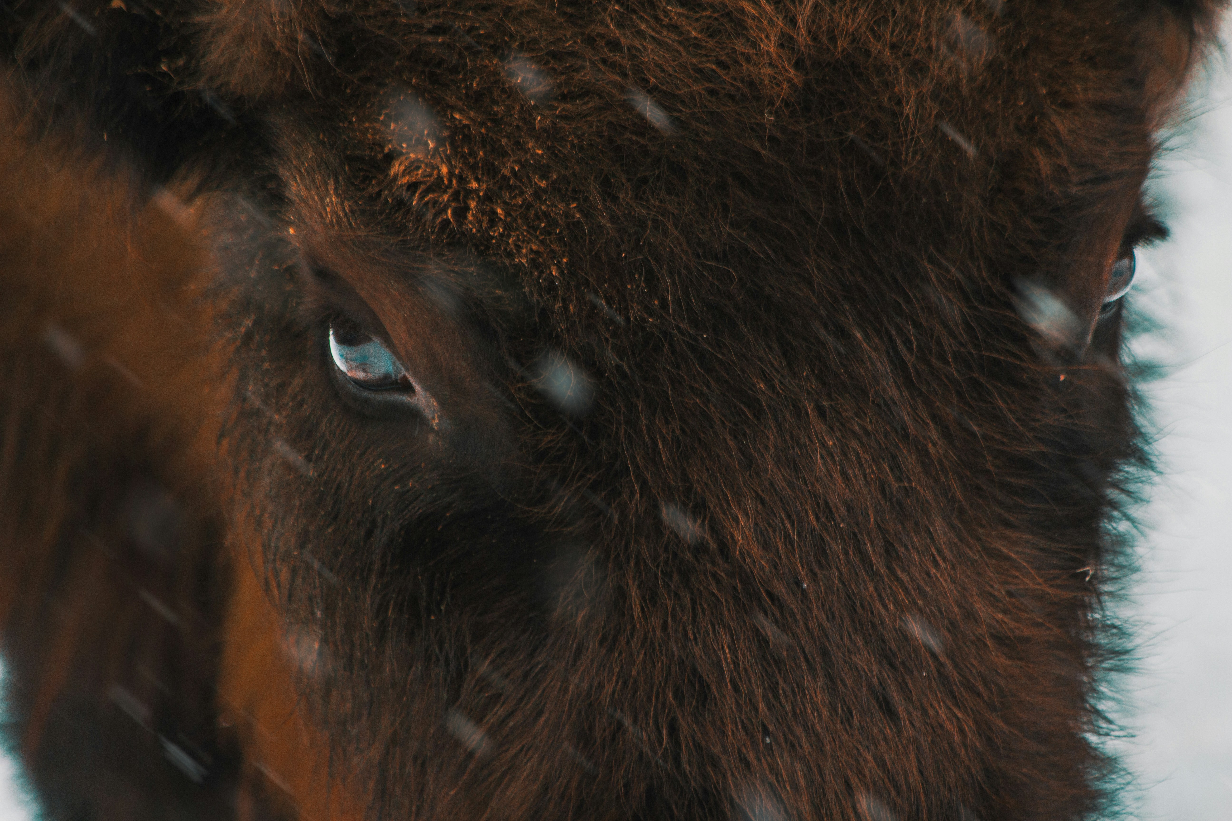 Snowfall Gaze: A Close-Up of a Brown Horse's Eye in Winter
