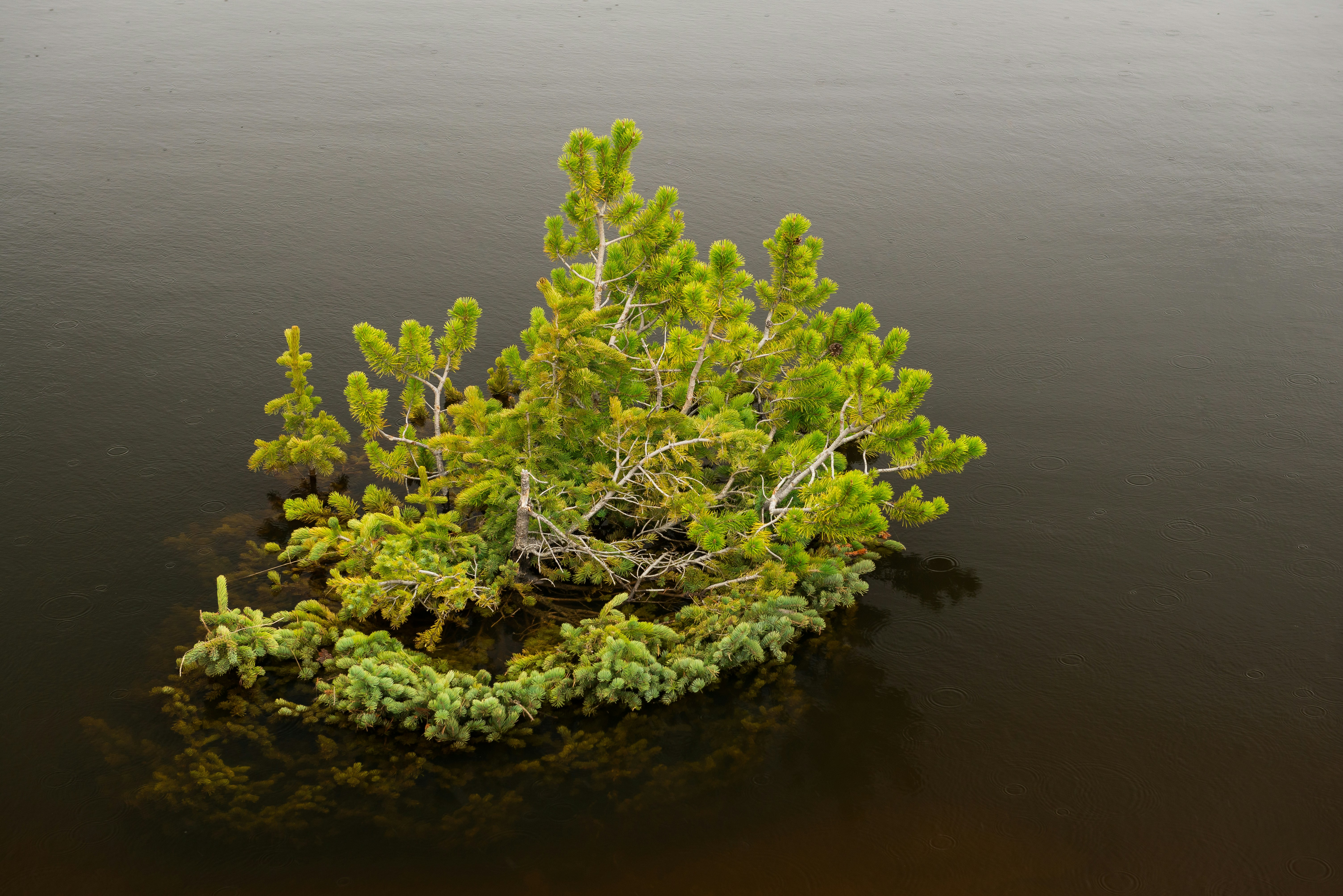 Lush green vegetation emerging from dark waters, creating a serene contrast in a tranquil environment.