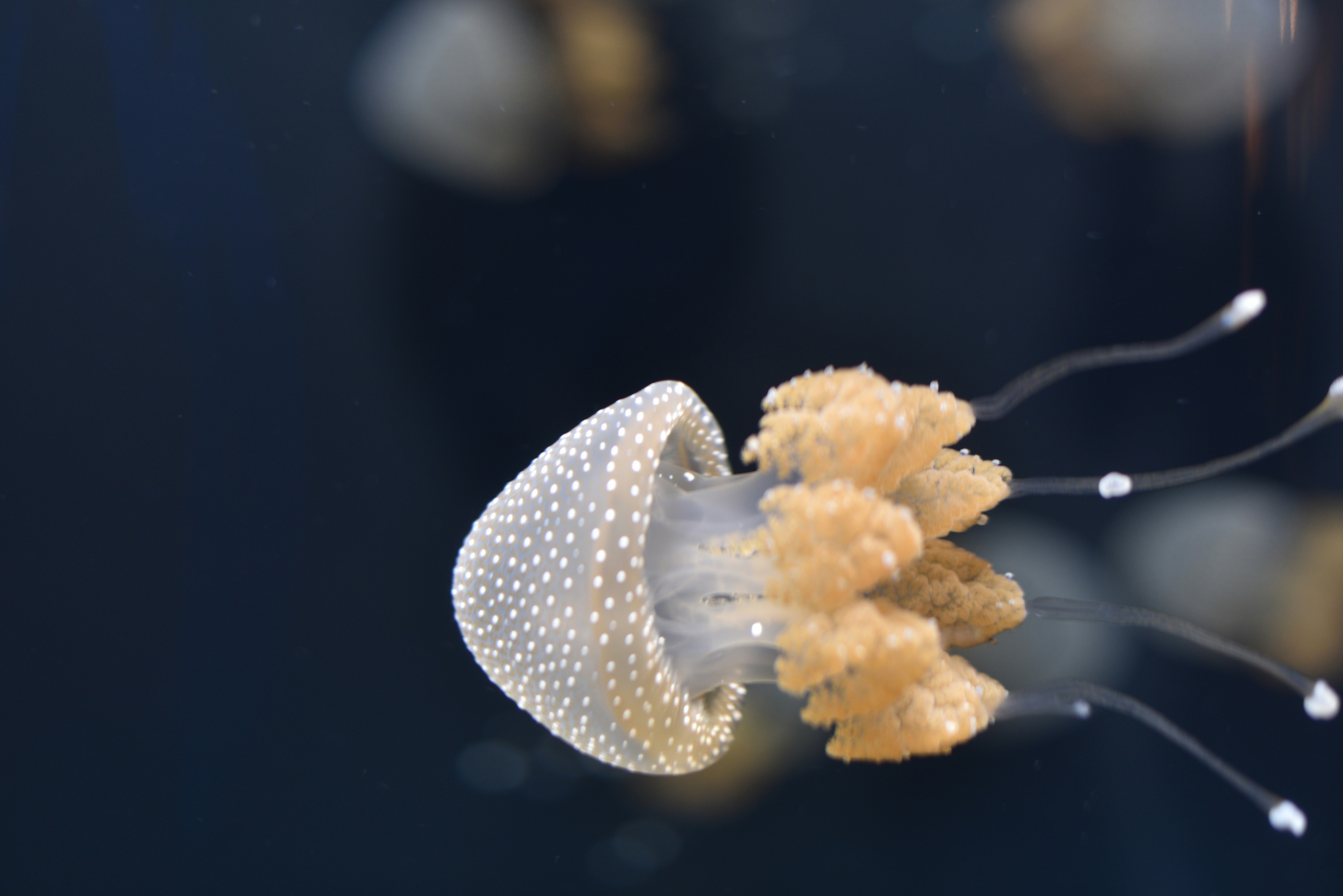 white and yellow jelly fish