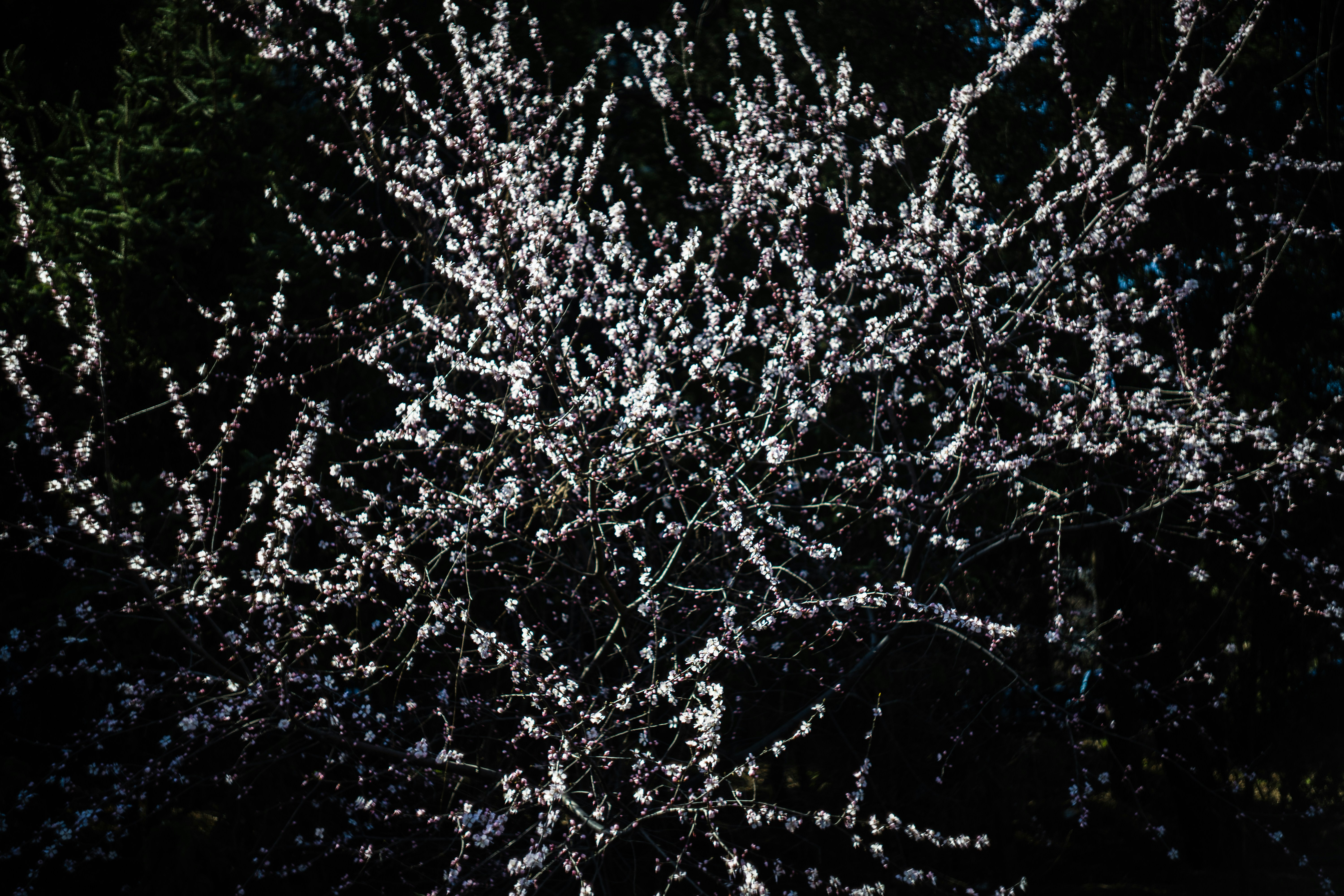 A tree with lots of white flowers in the dark photo – Free Grey Image ...