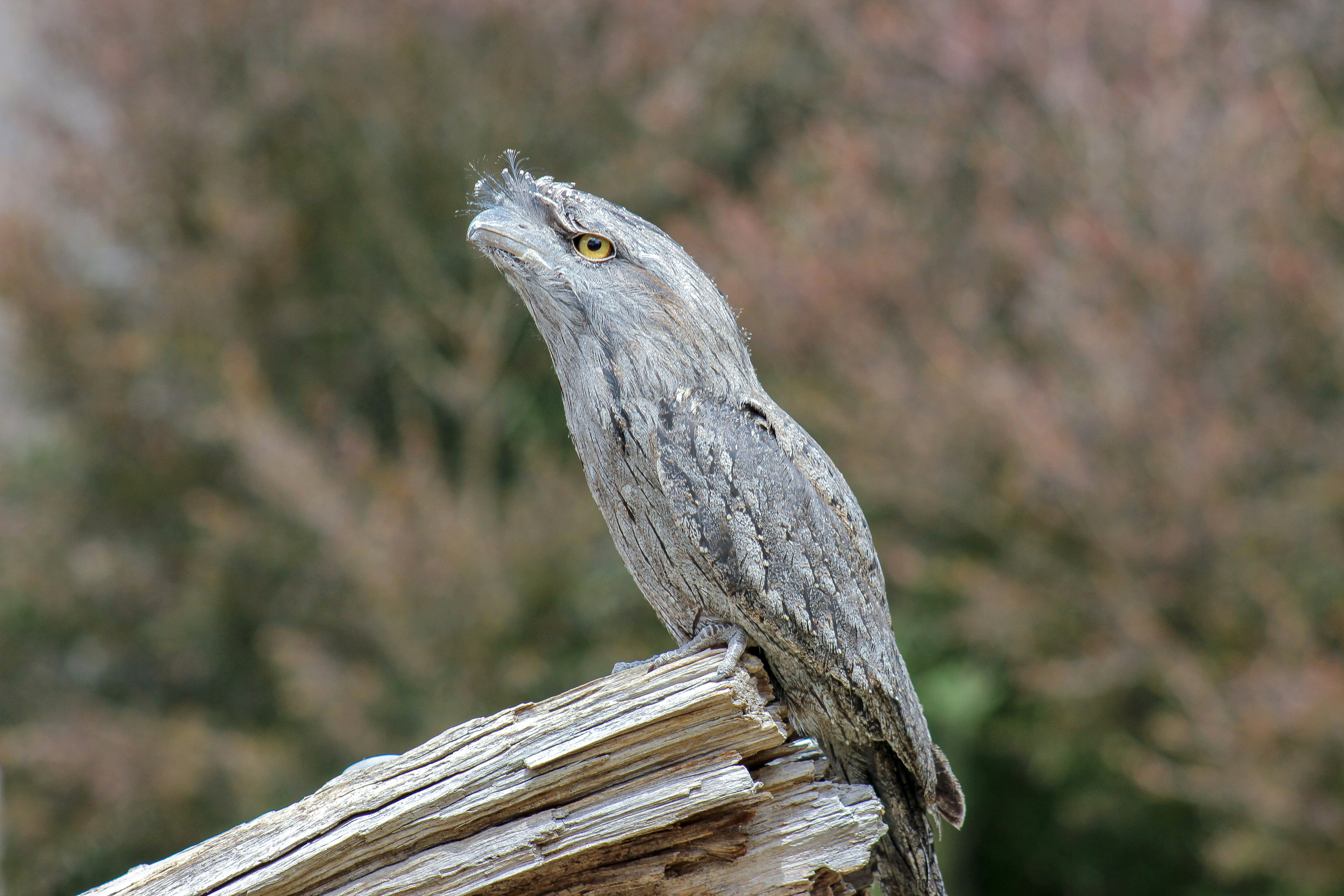 Watcher on Weathered Wood: A Grey Bird with a Piercing Yellow Eye