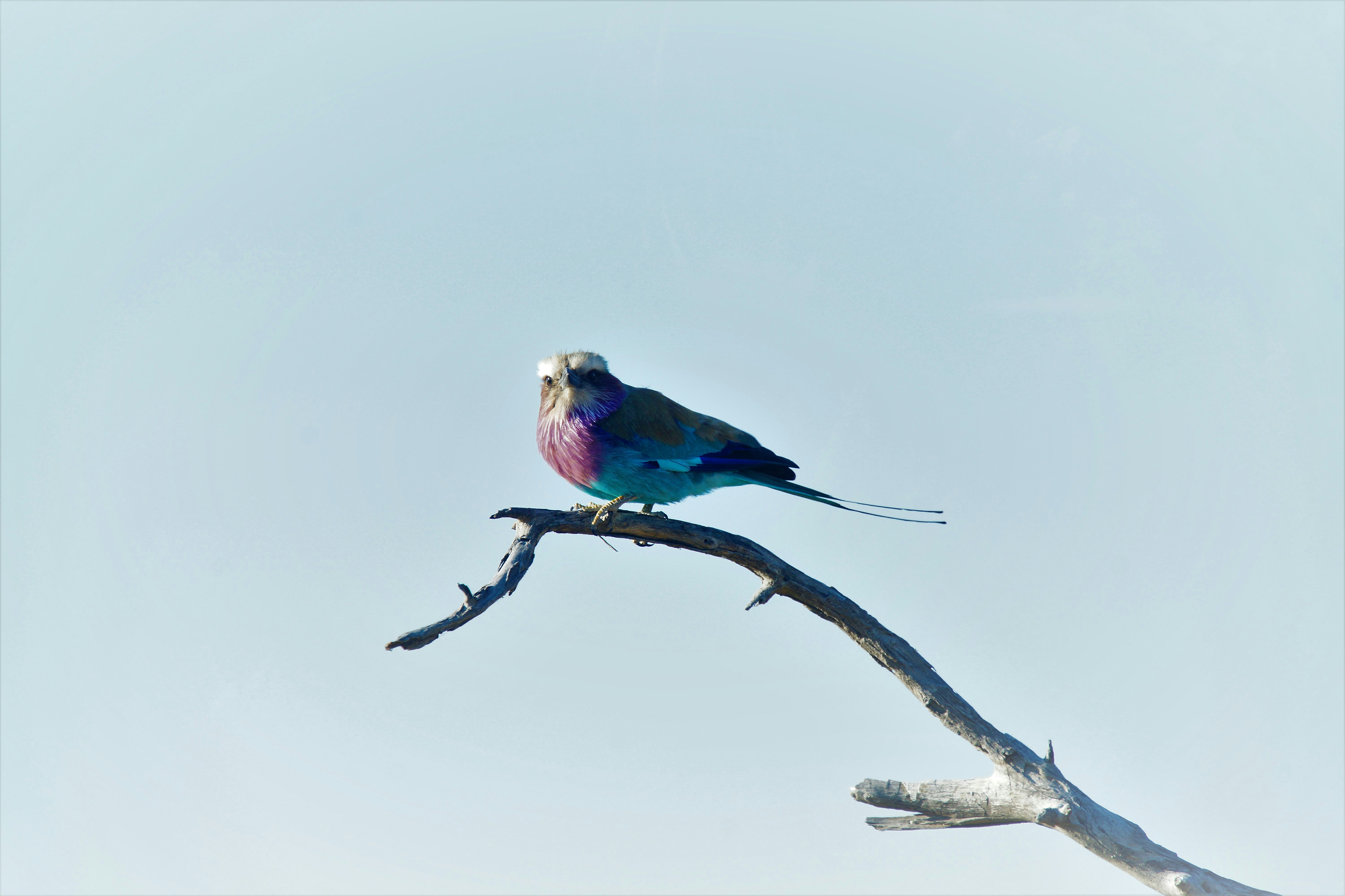 Lilac-breasted roller perched on a weathered branch against a pale blue sky.