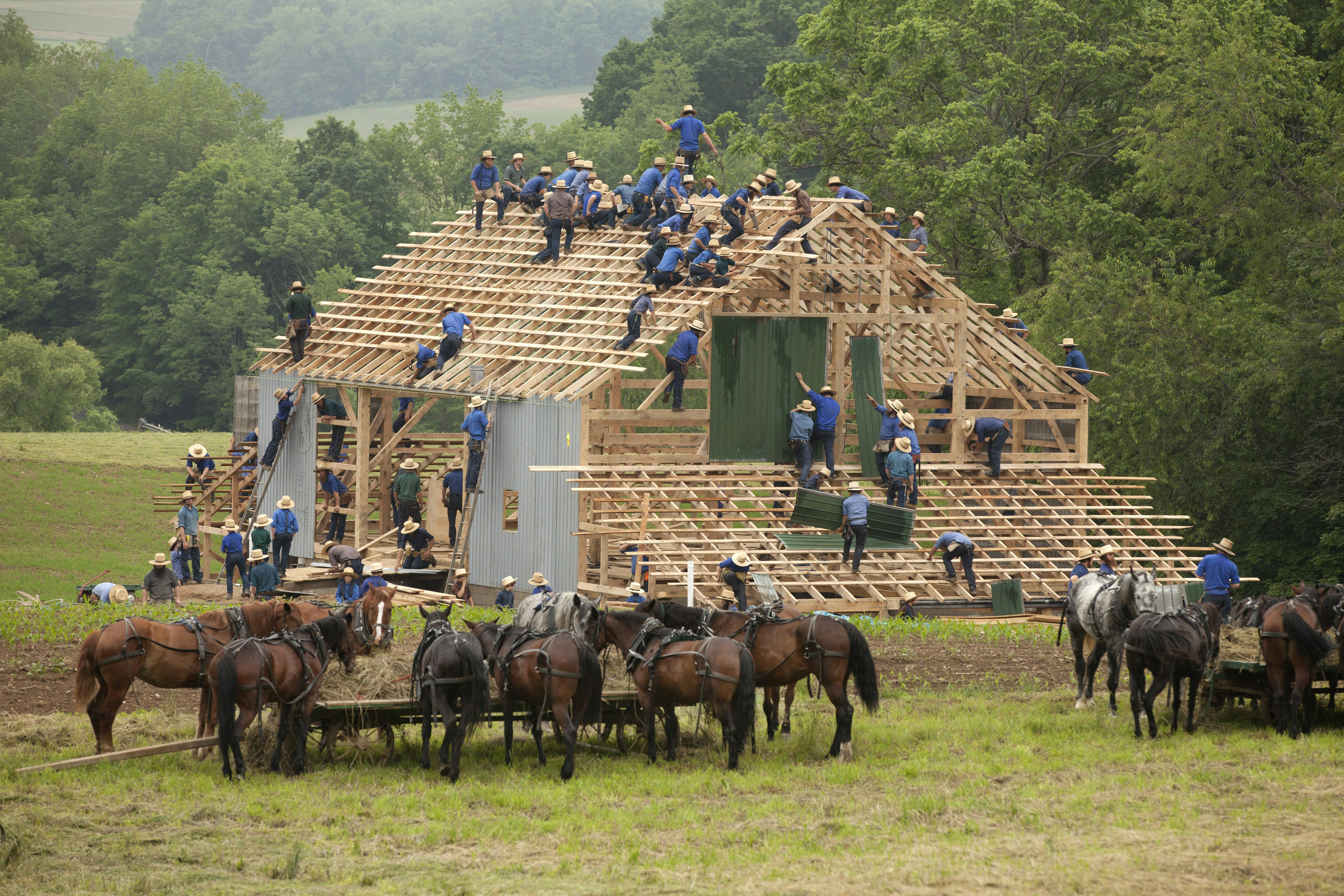 People making house with horses photo – Free Human Image on Unsplash