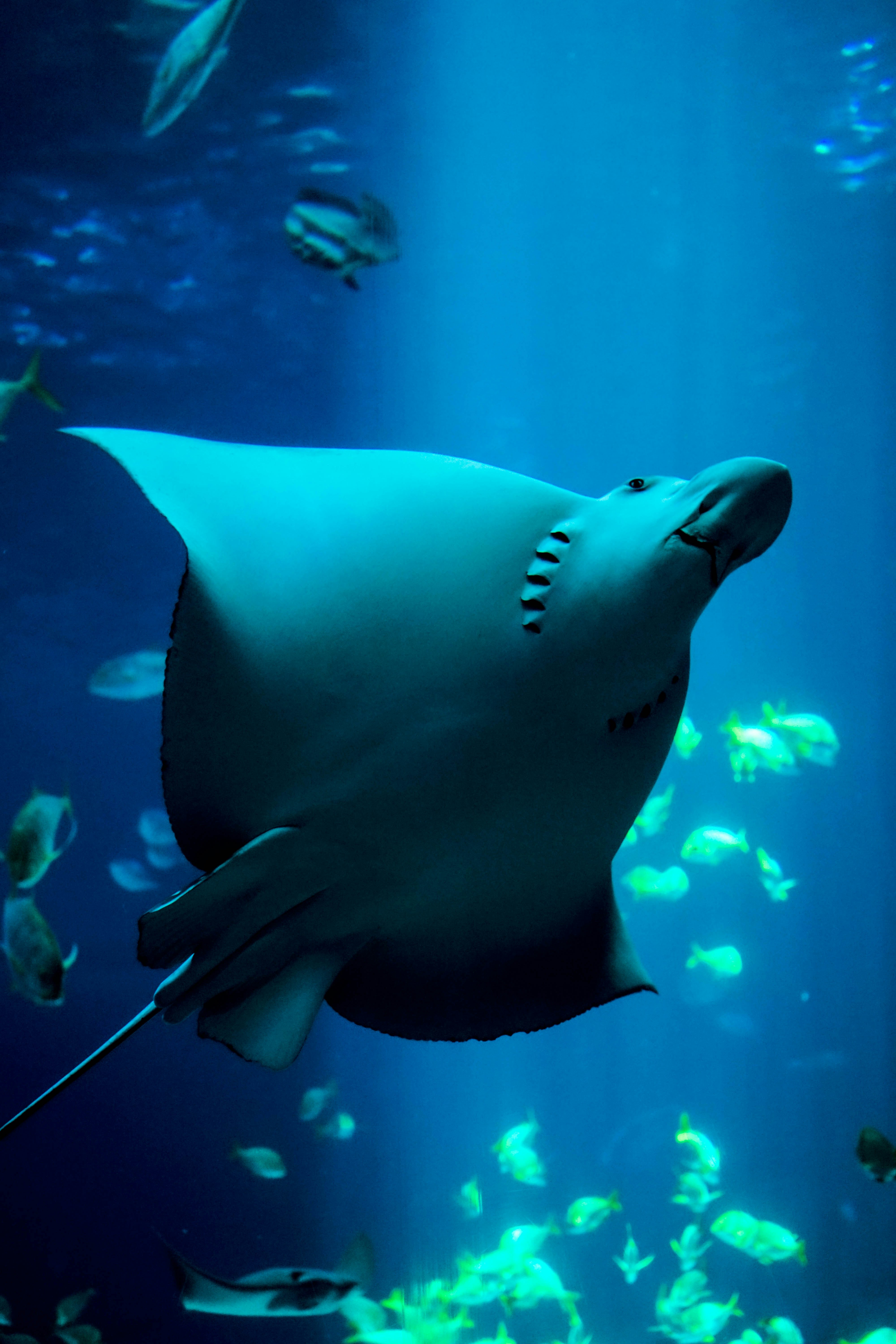 50,000+ Ocean Animals Pictures | Download Free Images on Unsplash