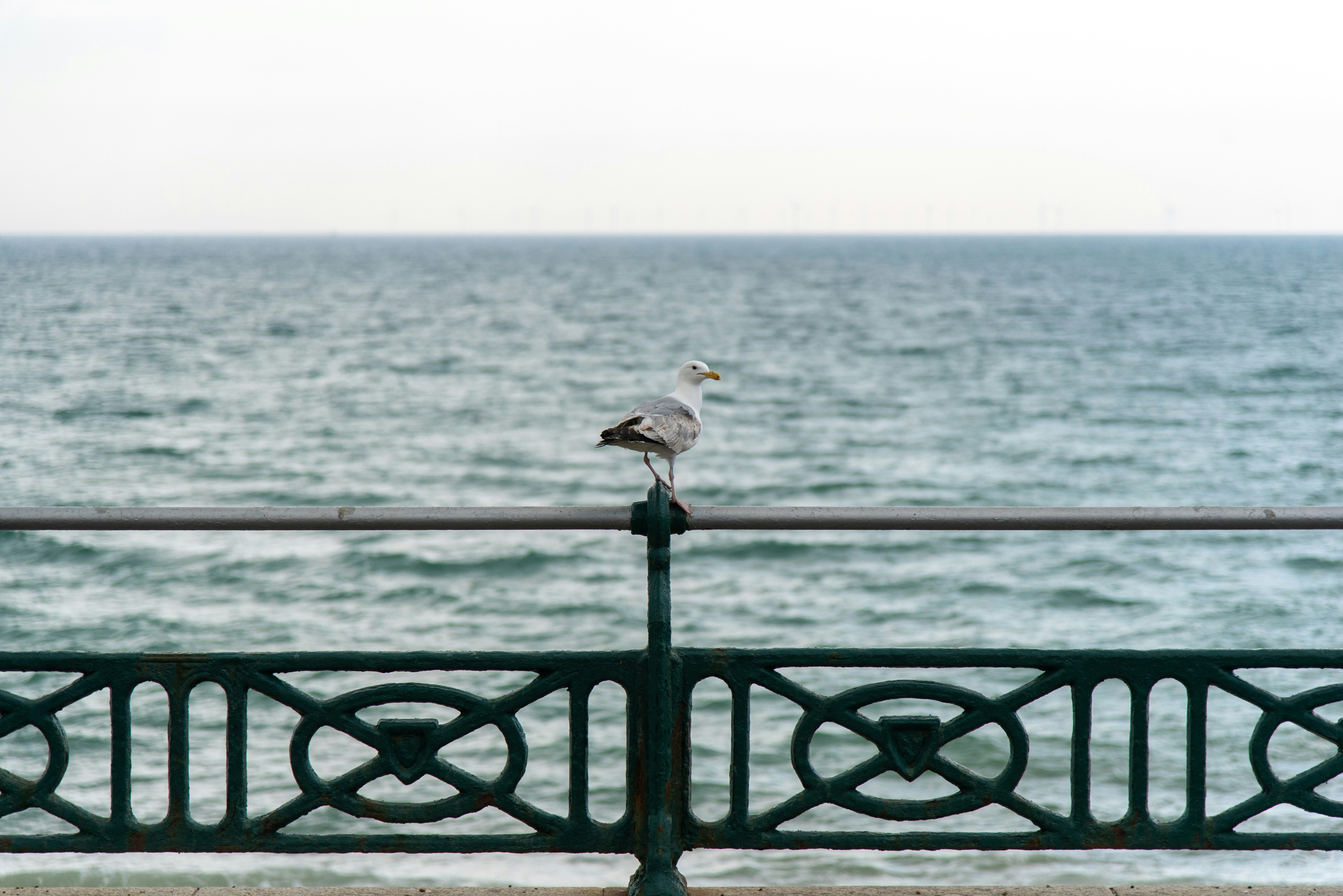 Seagull perched on a decorative railing overlooking the calm sea, creating a serene coastal scene.