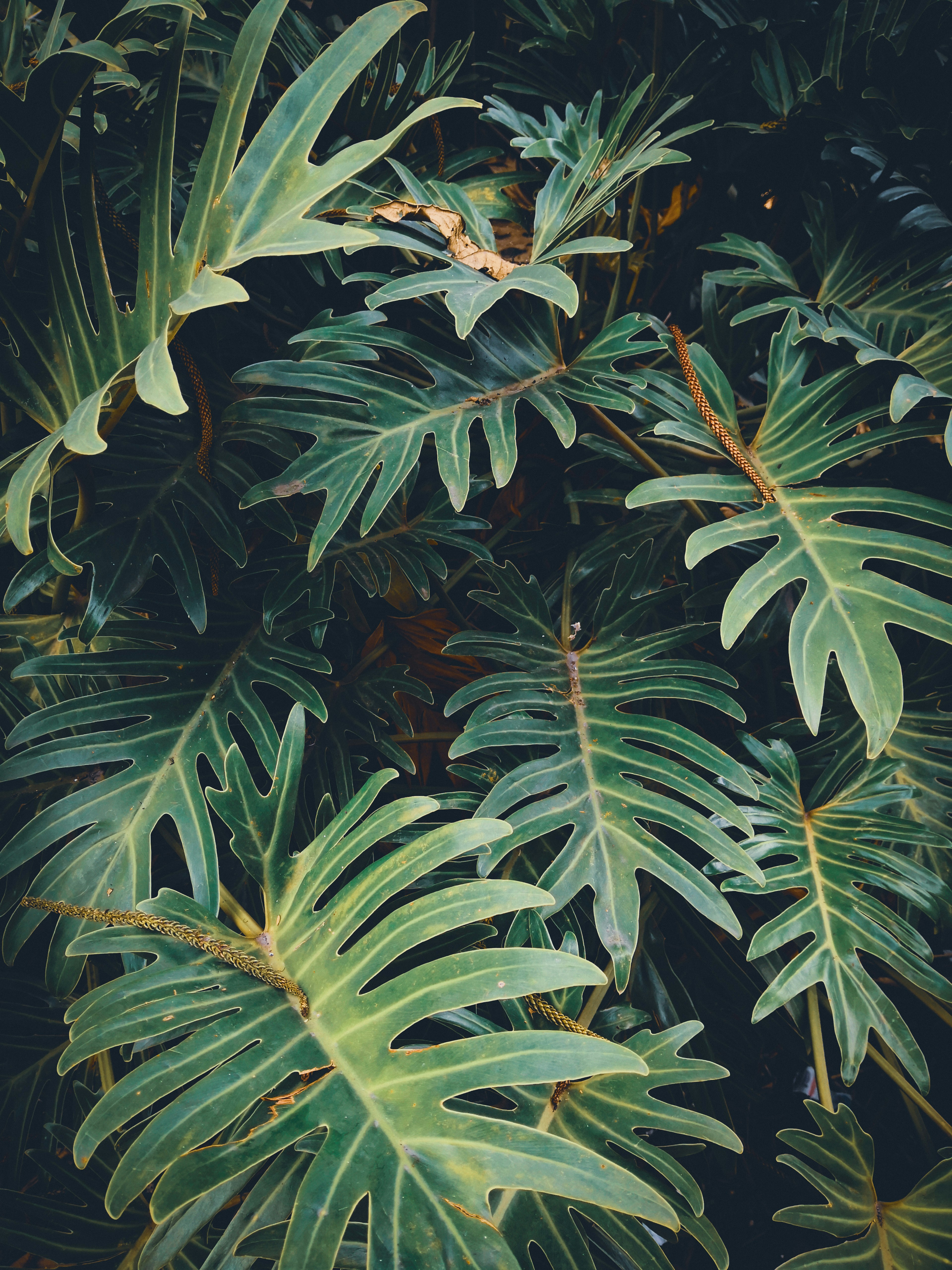 Lush green leaves of a tropical plant create a dense, textured backdrop, showcasing intricate patterns and vibrant hues.