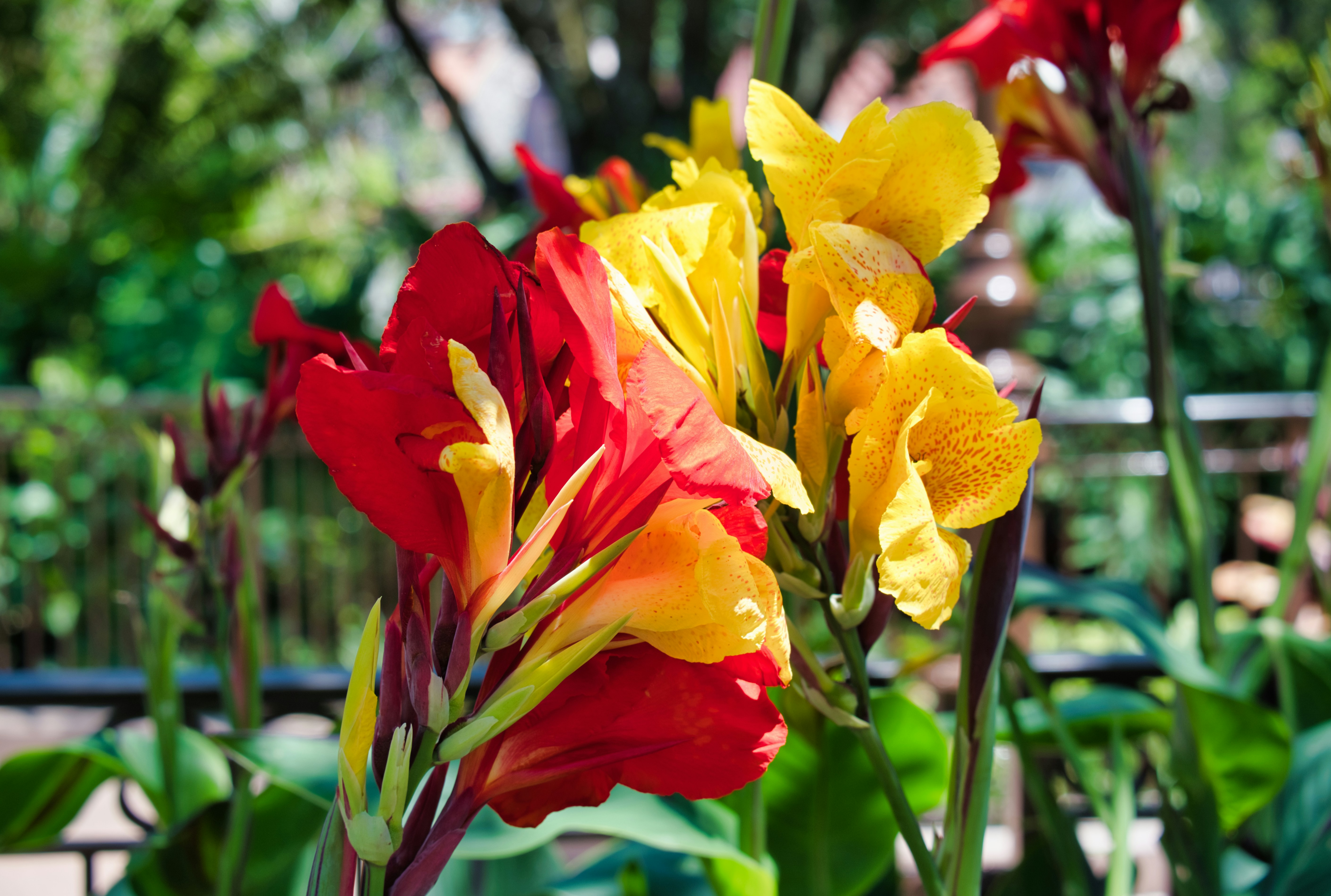 Bright gladiolus blooms in red and yellow with a softly blurred garden background.