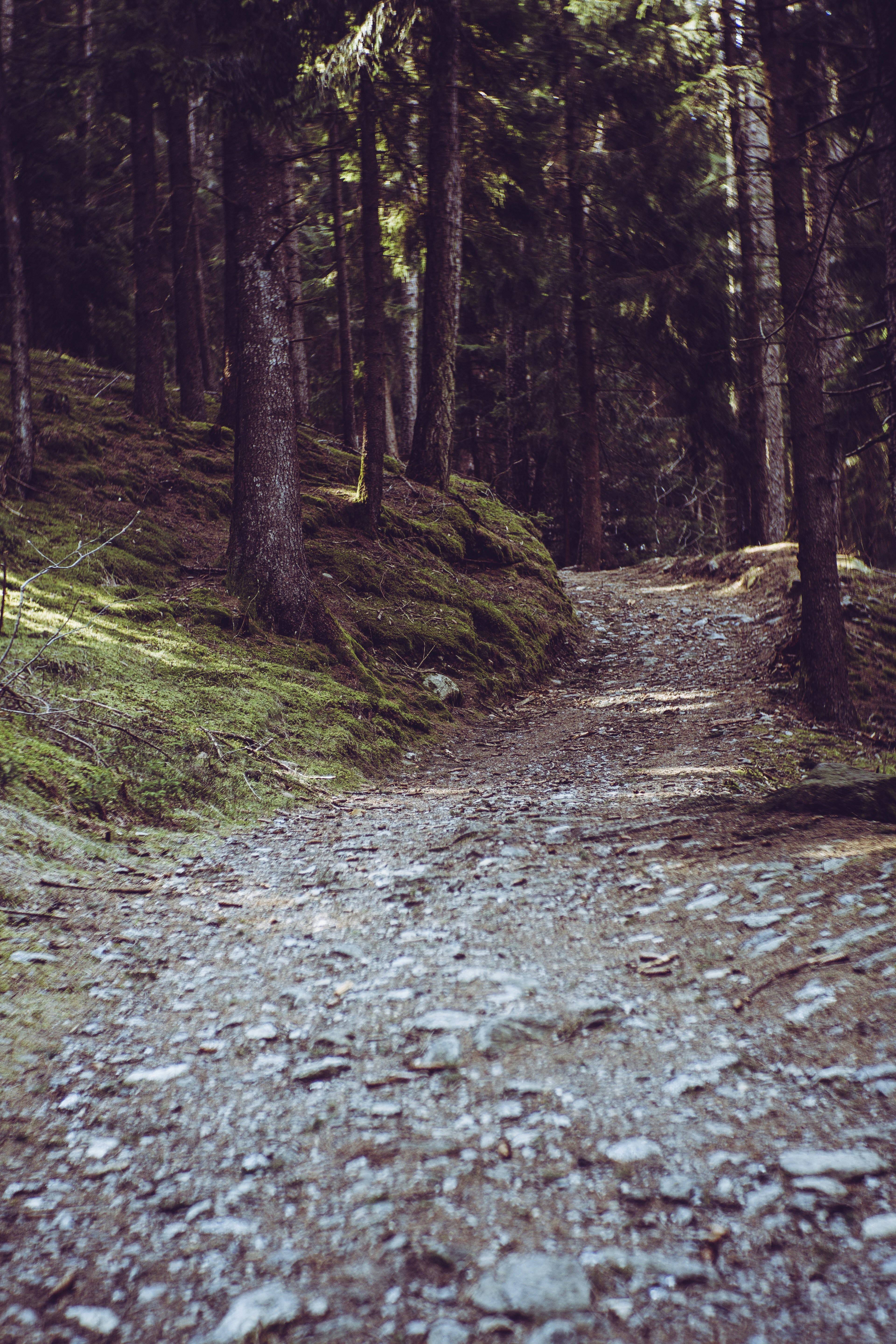 Curved dirt path meanders through a serene forest, flanked by moss-covered ground and towering trees.