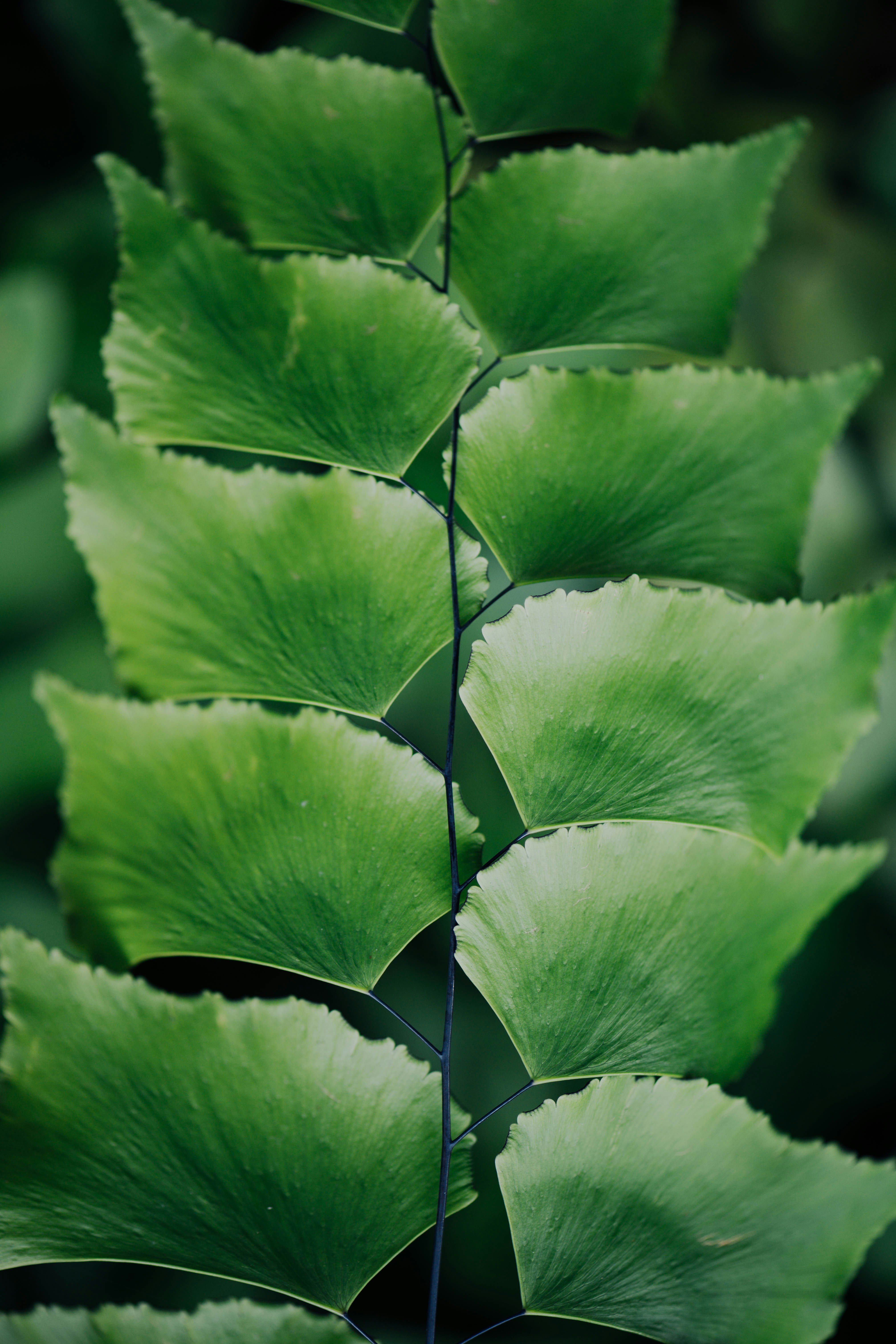 Verdant Spine: A Close-Up Portrait of Fern Fronds
