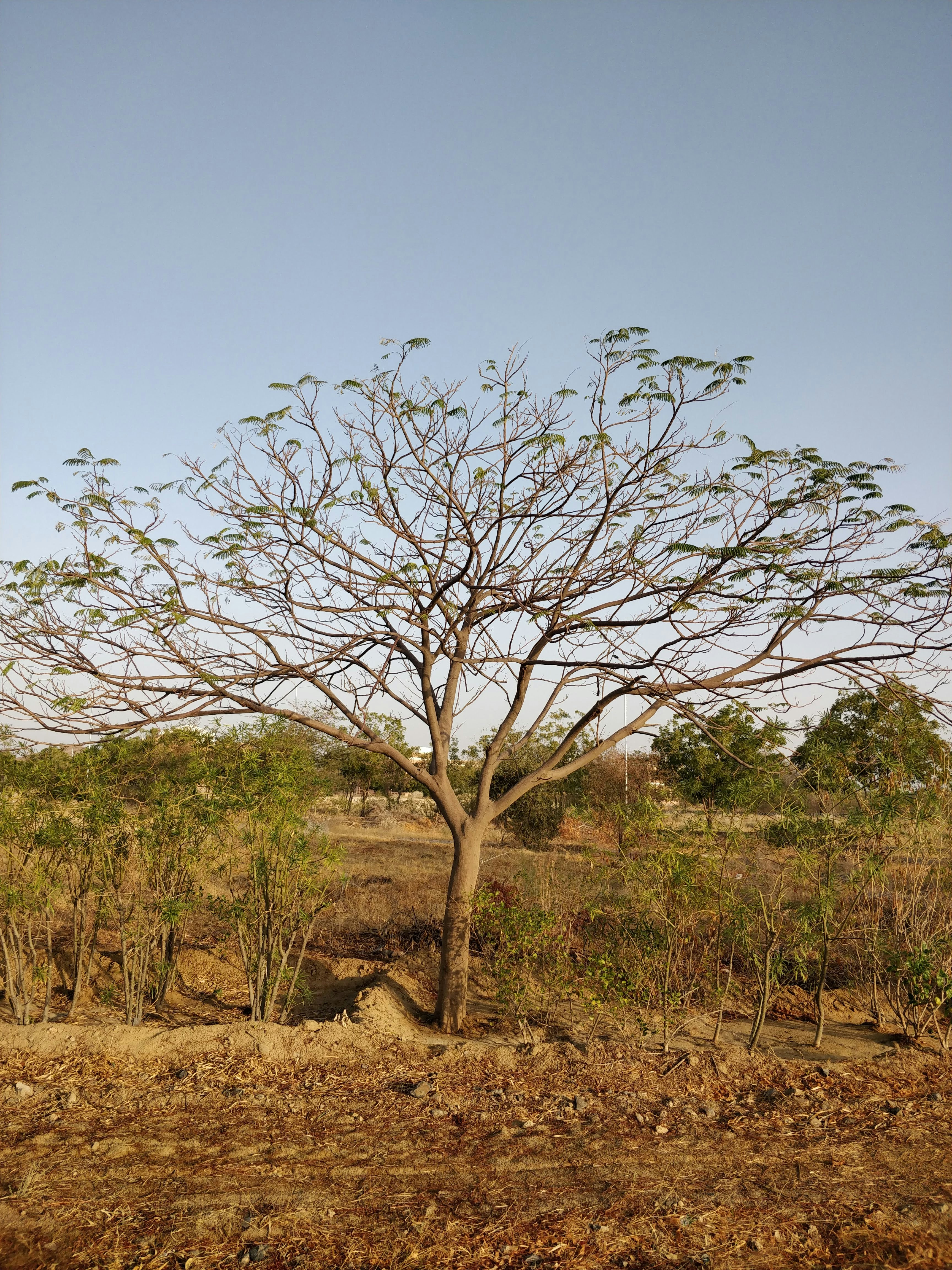 Leafless tree standing in a dry landscape under a clear blue sky.