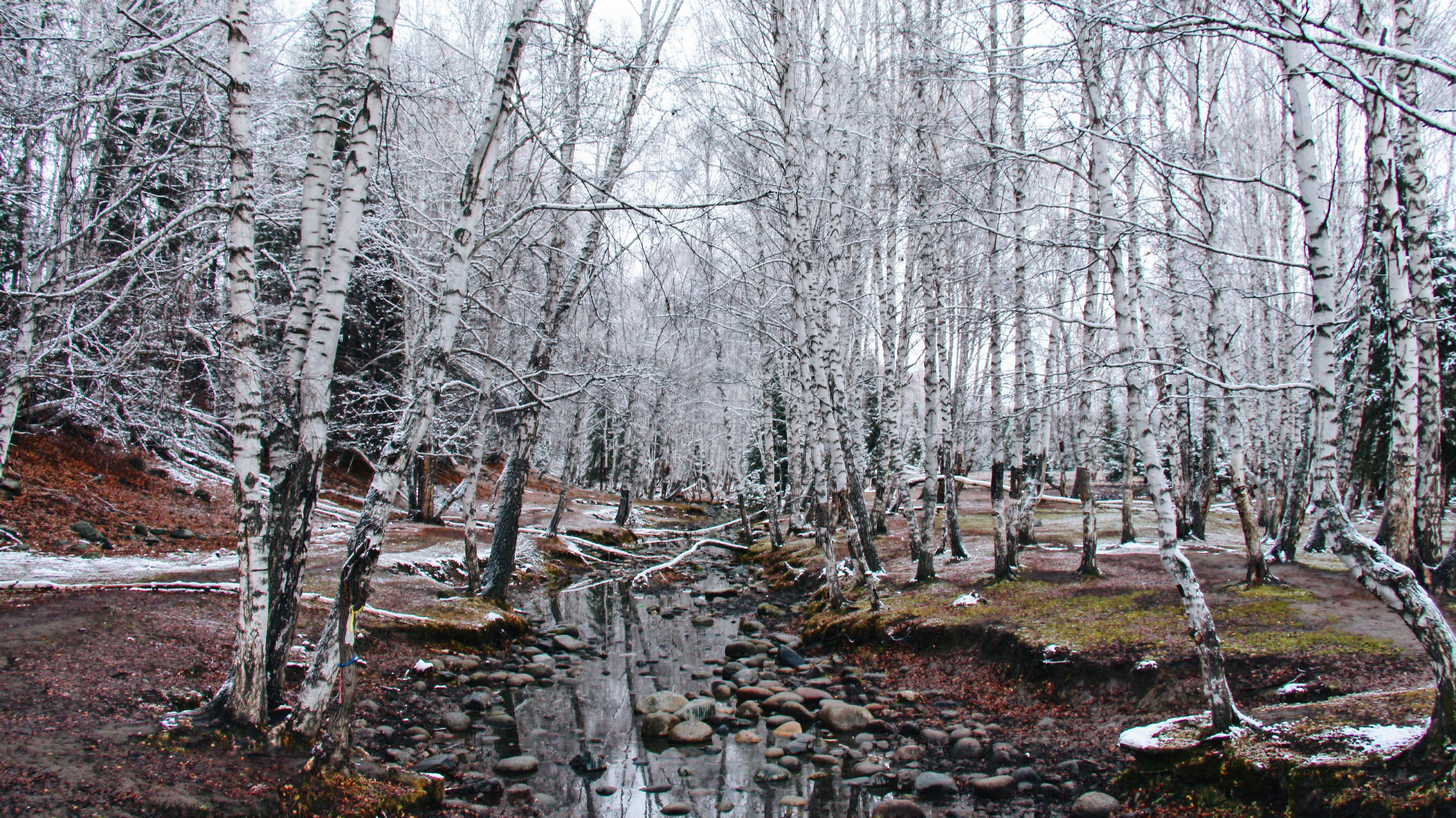 Birch Corridor in Snow: A Quiet Stream Wends Through Frosted Pines