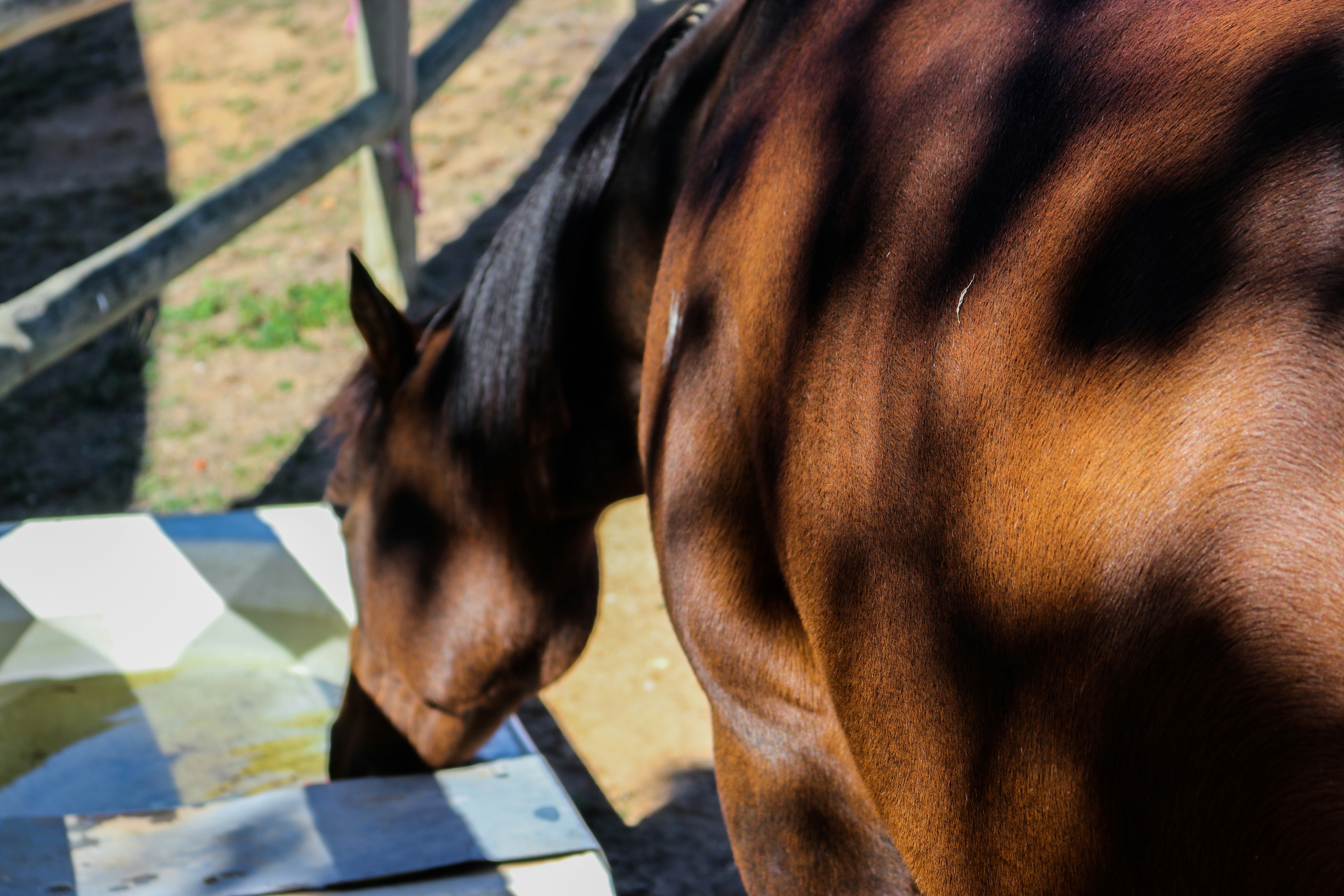 Hidden in Shade: A Horse's Quiet Attention by the Water-Tinted Fence