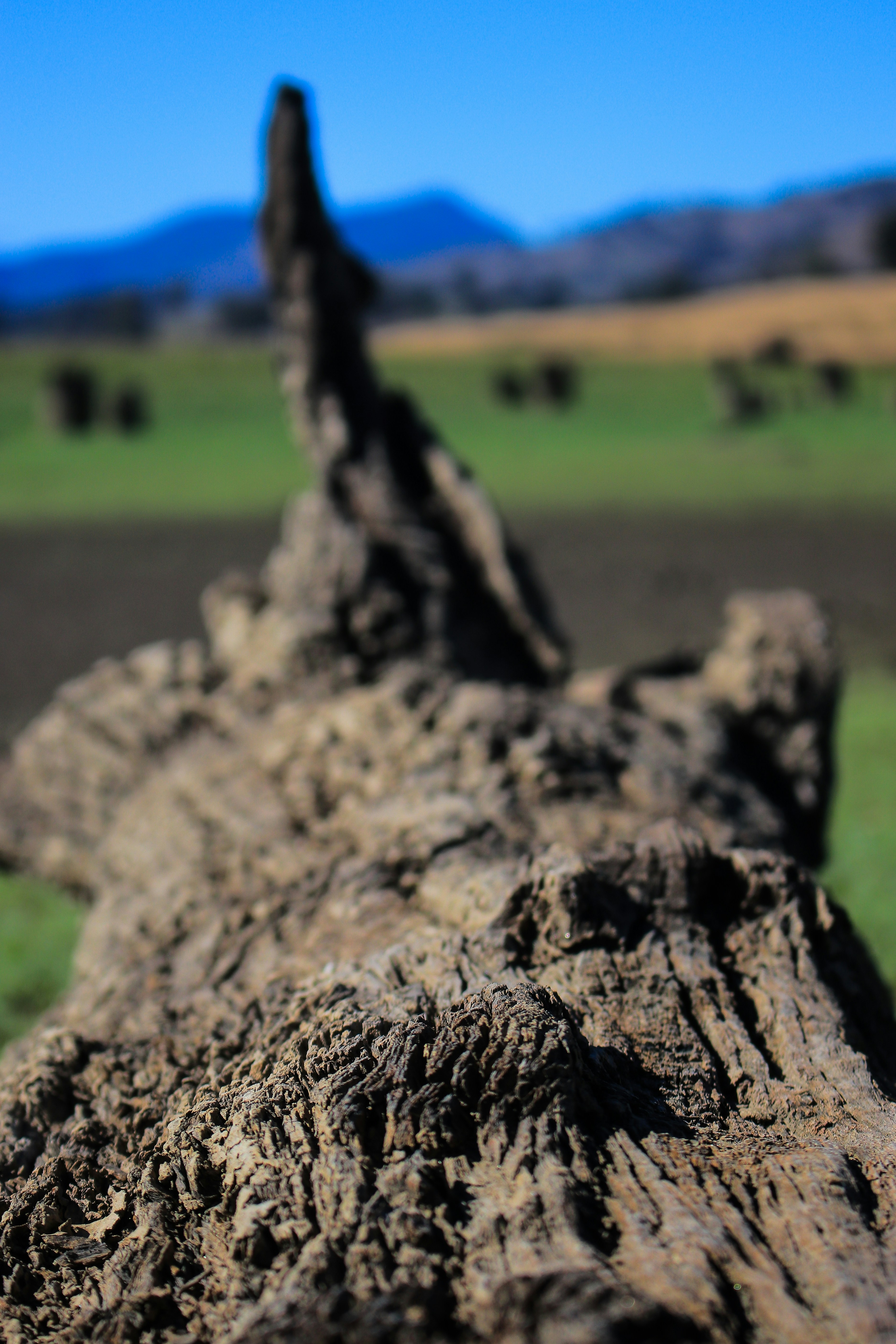Weathered Sentinel Across a Quiet Field Under a Clear Blue Sky