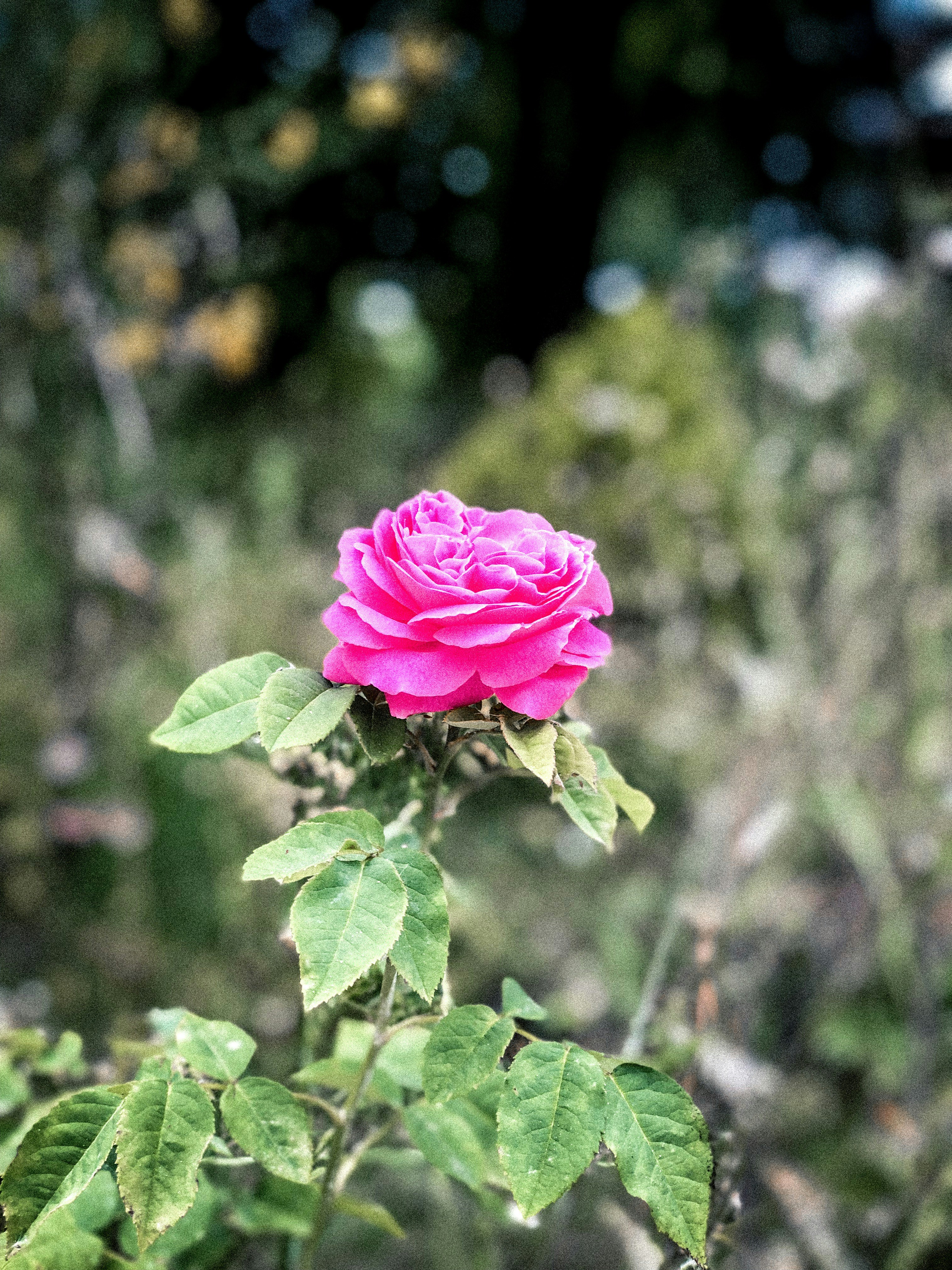 Vibrant pink rose standing tall amidst a blurred backdrop of greenery.