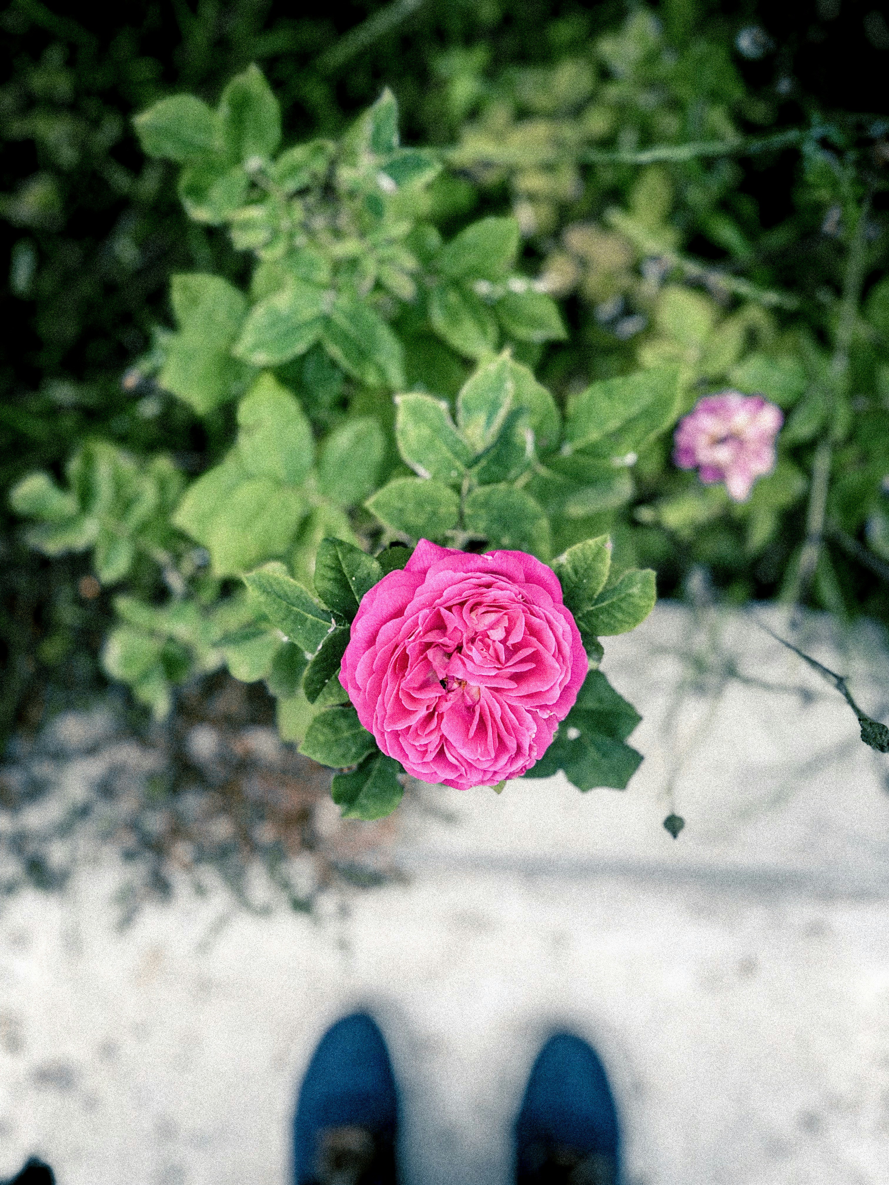 Petal Central: a pink rose framed by blue shoes at the frame's edge